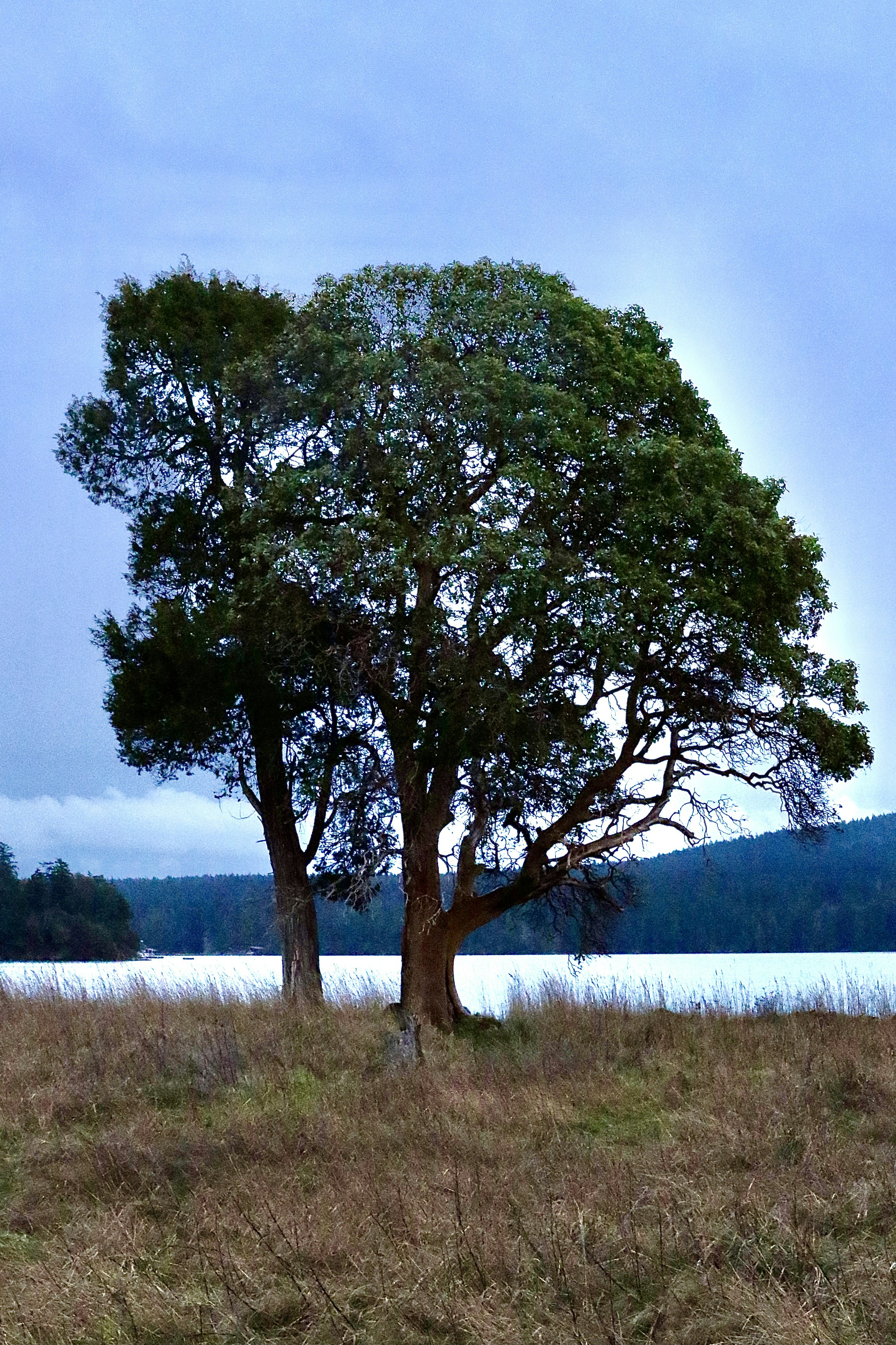 Árbol verde en campo de hierba verde durante el día foto – Imagen de ...