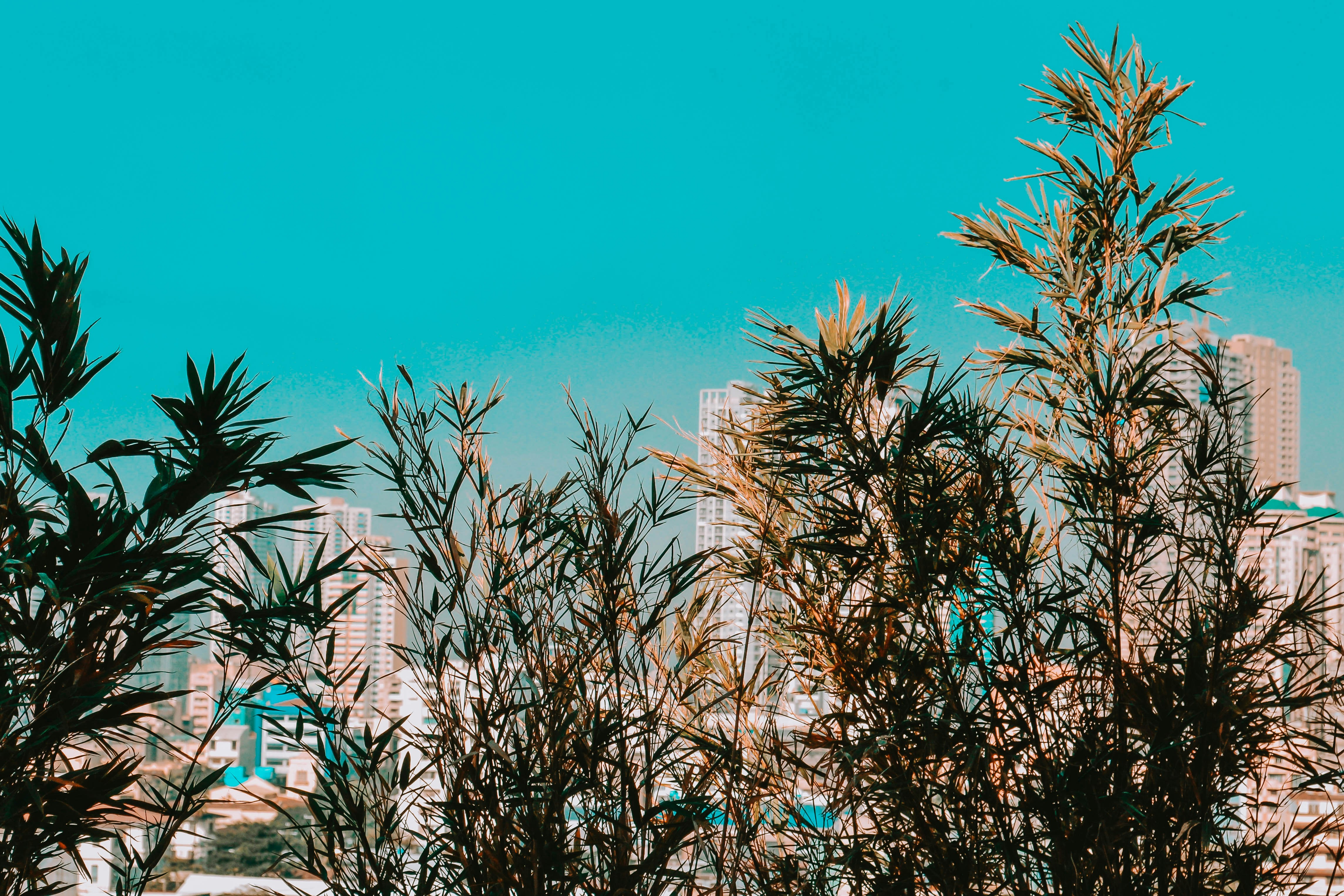 Azure Veil Over City Towers Behind Urban Foliage