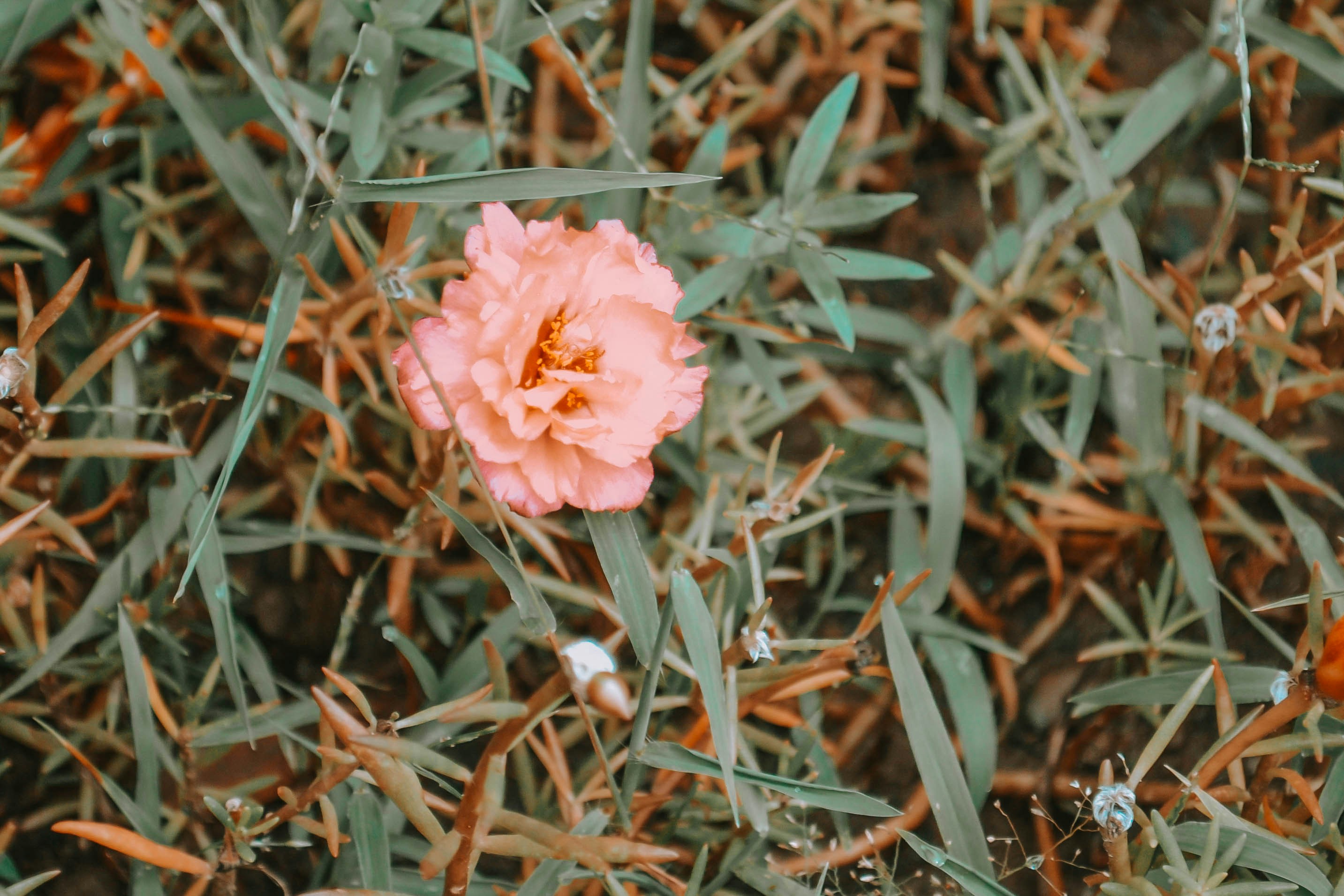 Pink Blossom Conquers a Thicket of Green and Brown