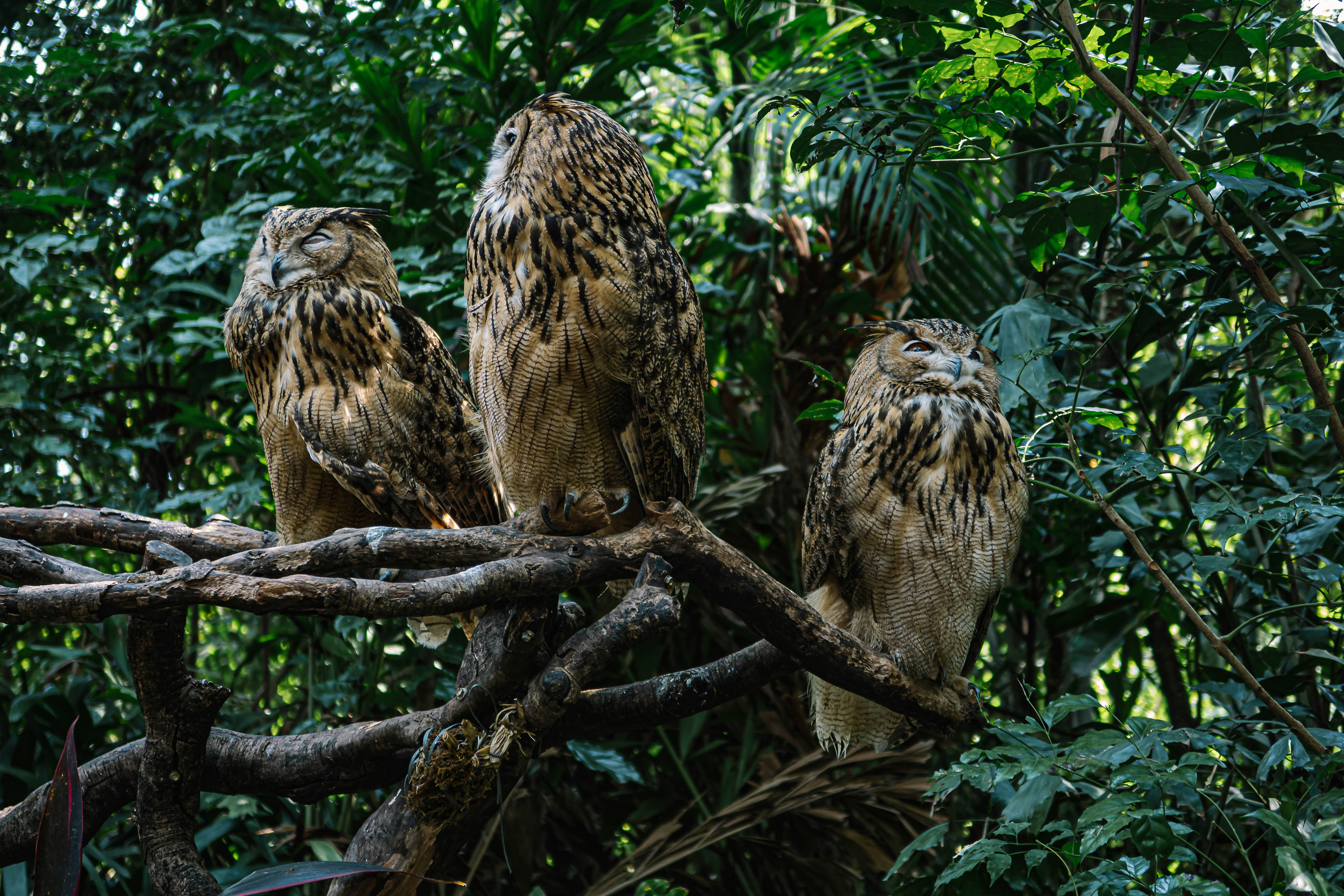 Three majestic owls perched on a branch, surrounded by lush green foliage in a tropical setting.