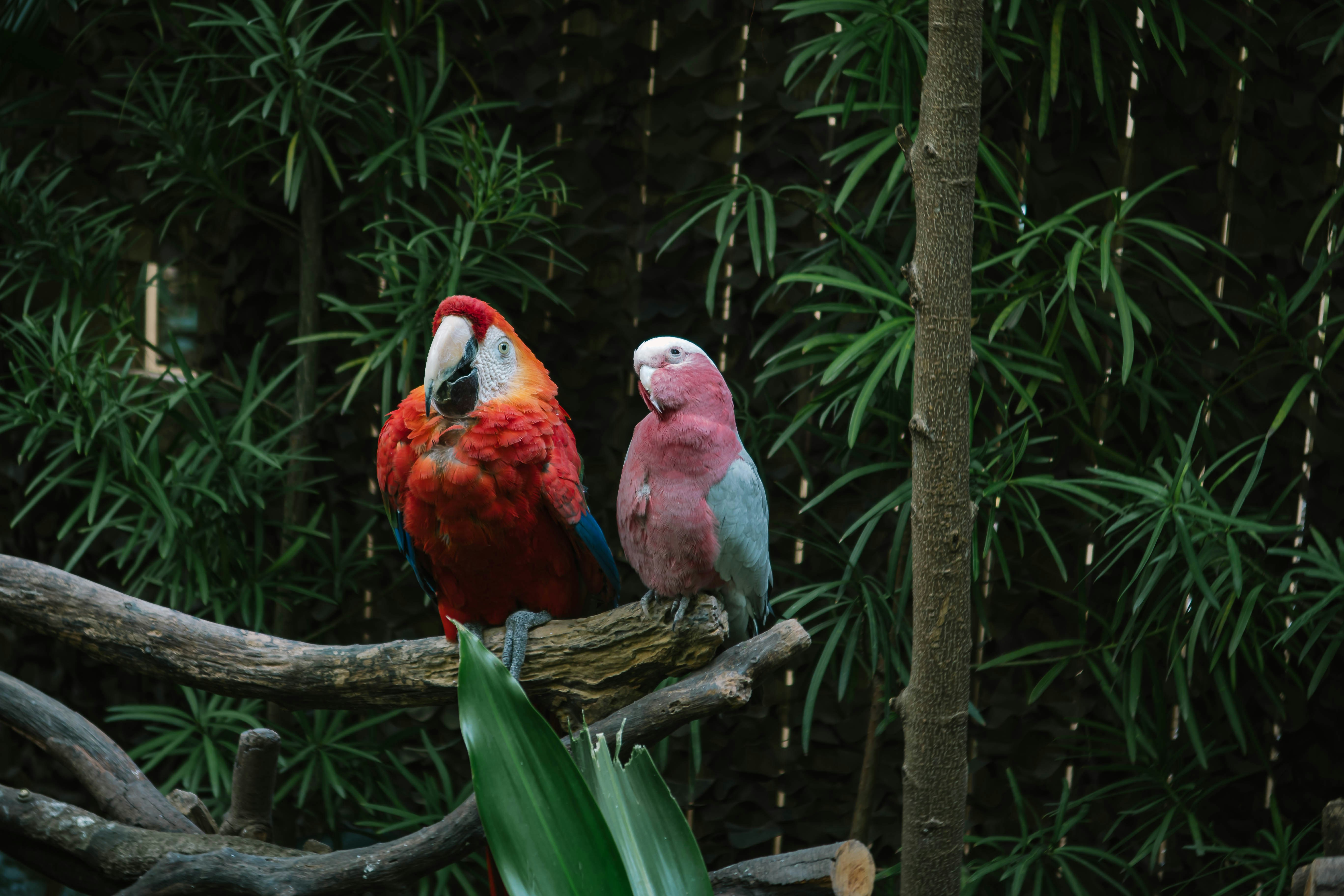 Two colorful parrots perched on a branch amidst lush greenery, showcasing their striking plumage.