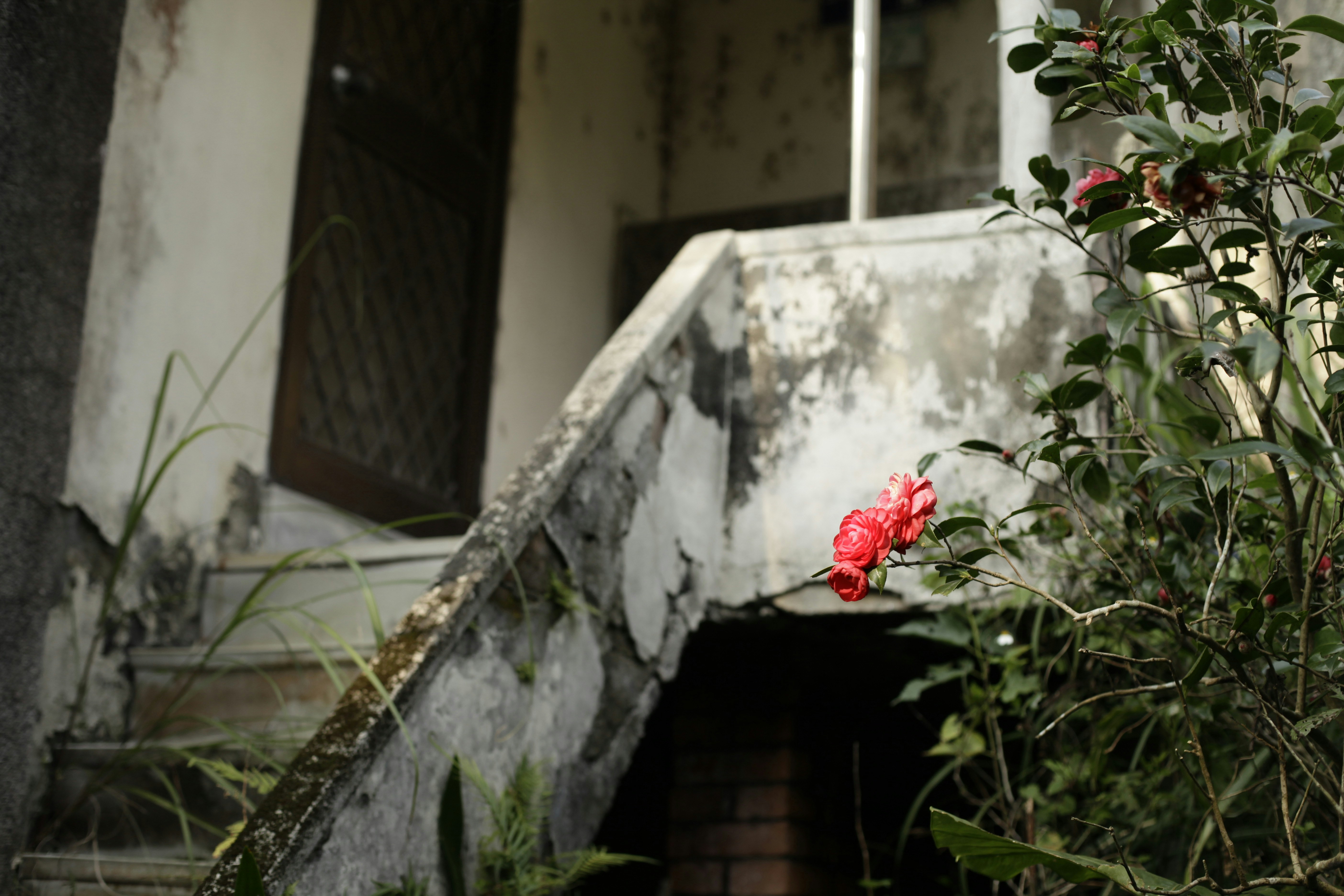 Crimson Bloom Anchors a Weathered Stairwell