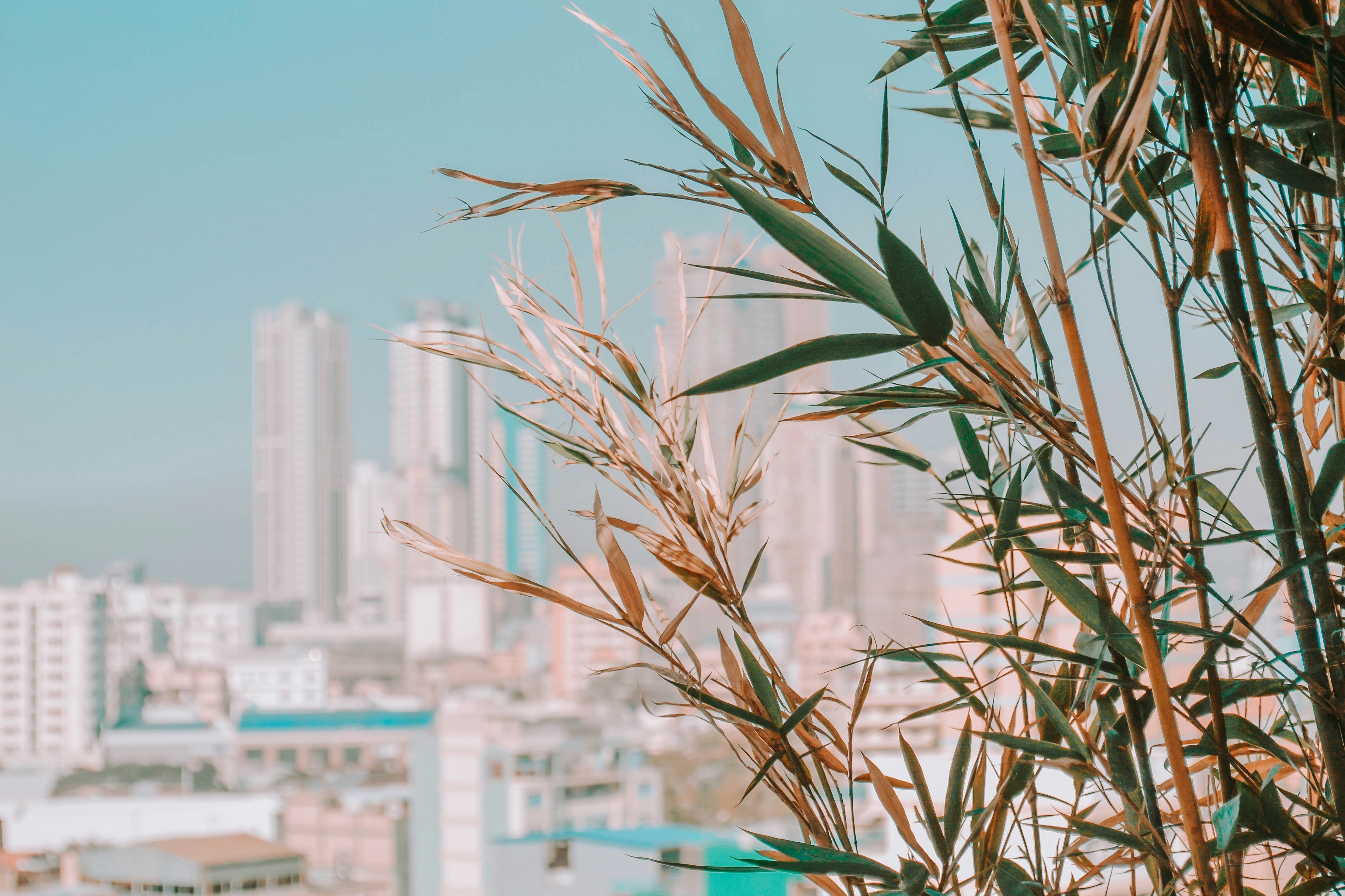 Amber Reeds Framing a Distant Pale Skyline