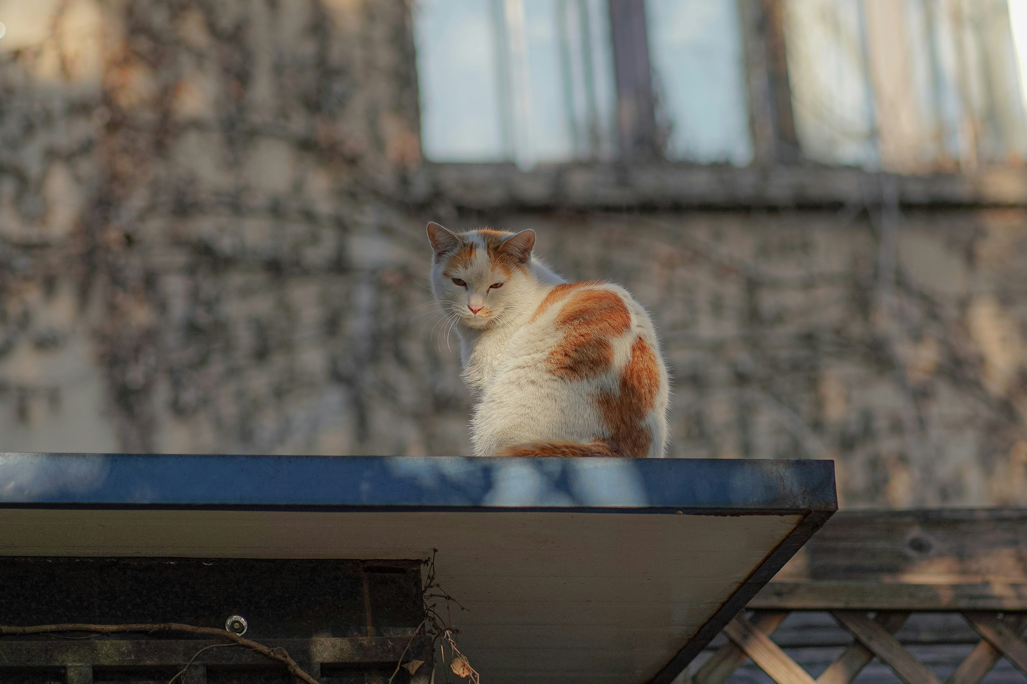 white and orange cat on black wooden table
