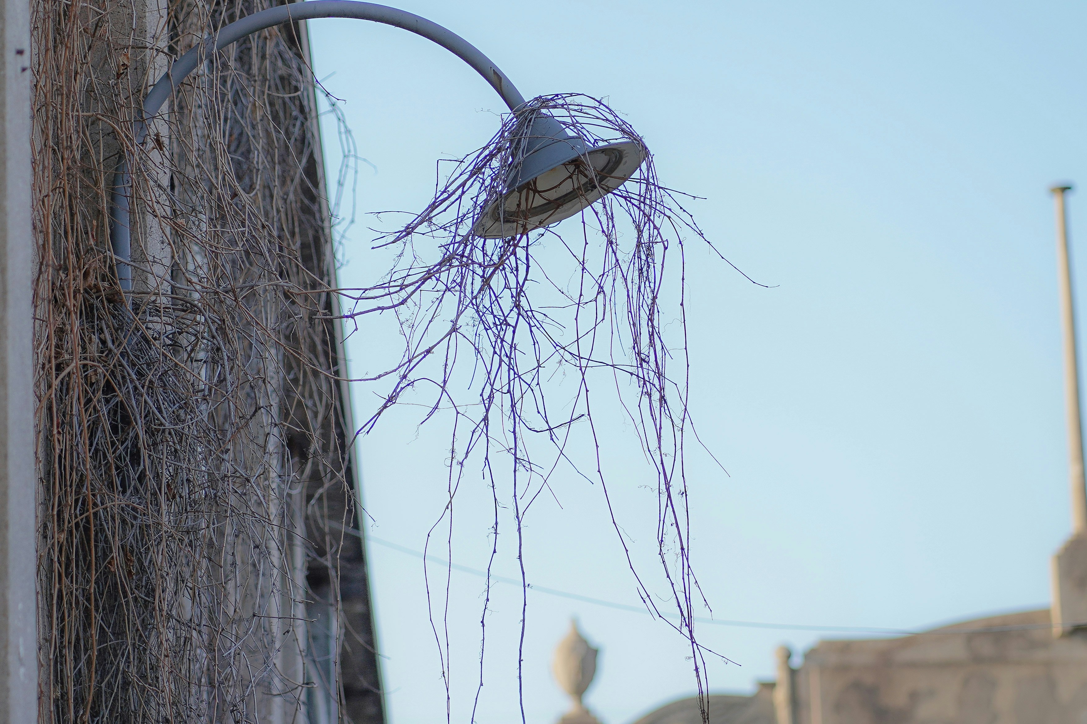 Ivy-Draped Streetlamp Arches Into a Crisp Blue Sky