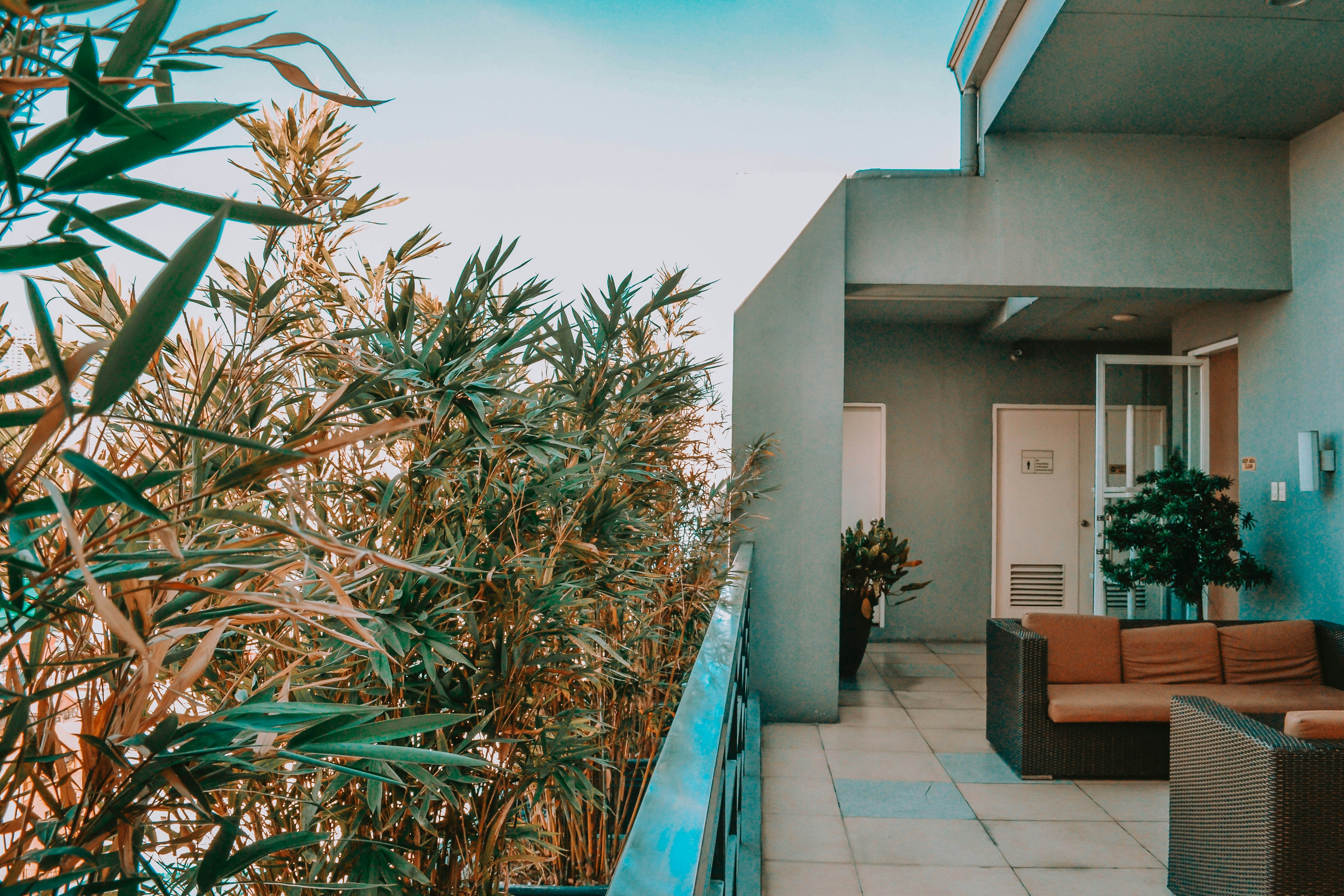 Lush bamboo plants adjacent to a modern balcony with sleek furniture under a clear sky.