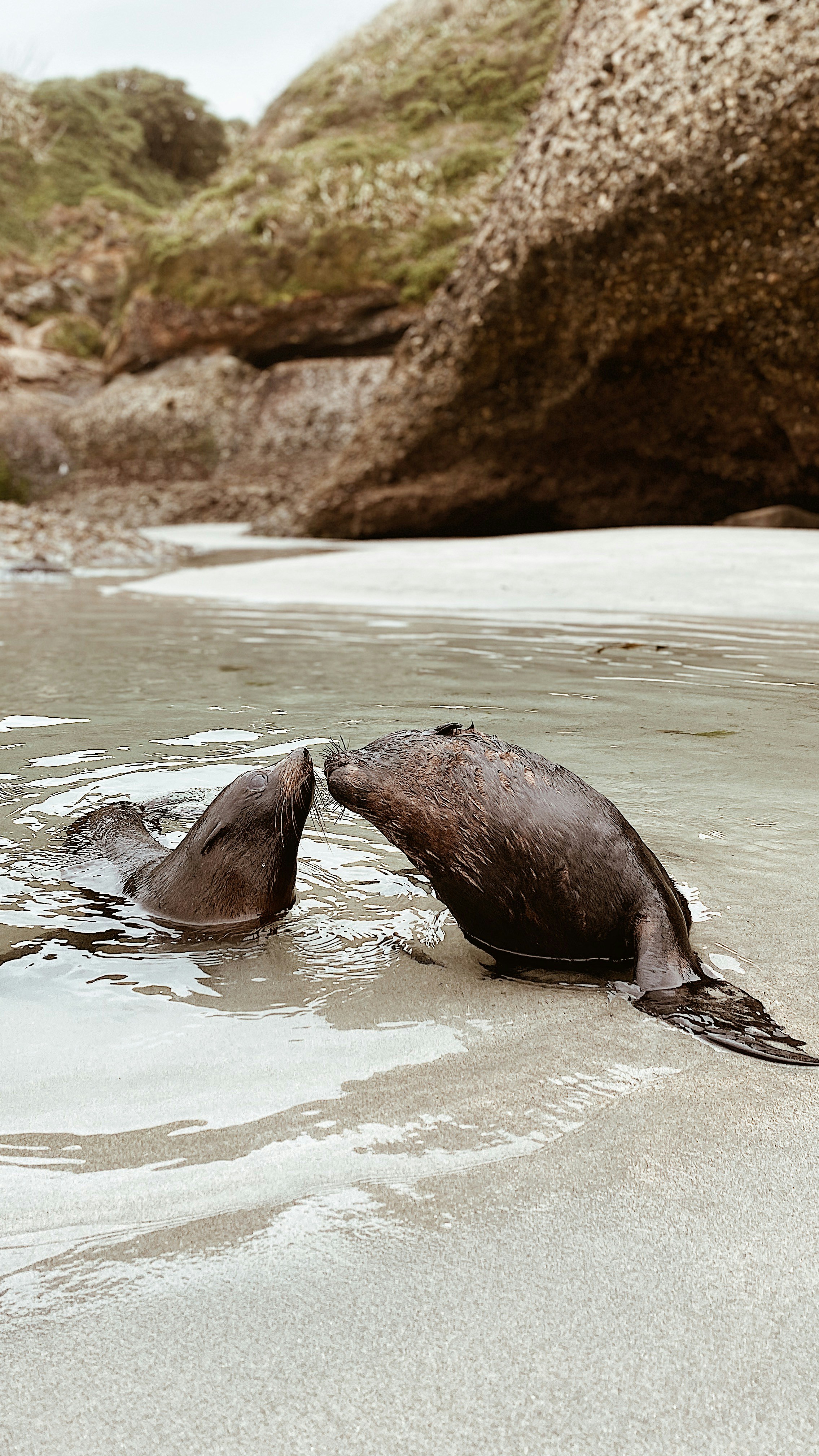 Cove Kiss: Two Seals Share a Quiet Moment on the Shore