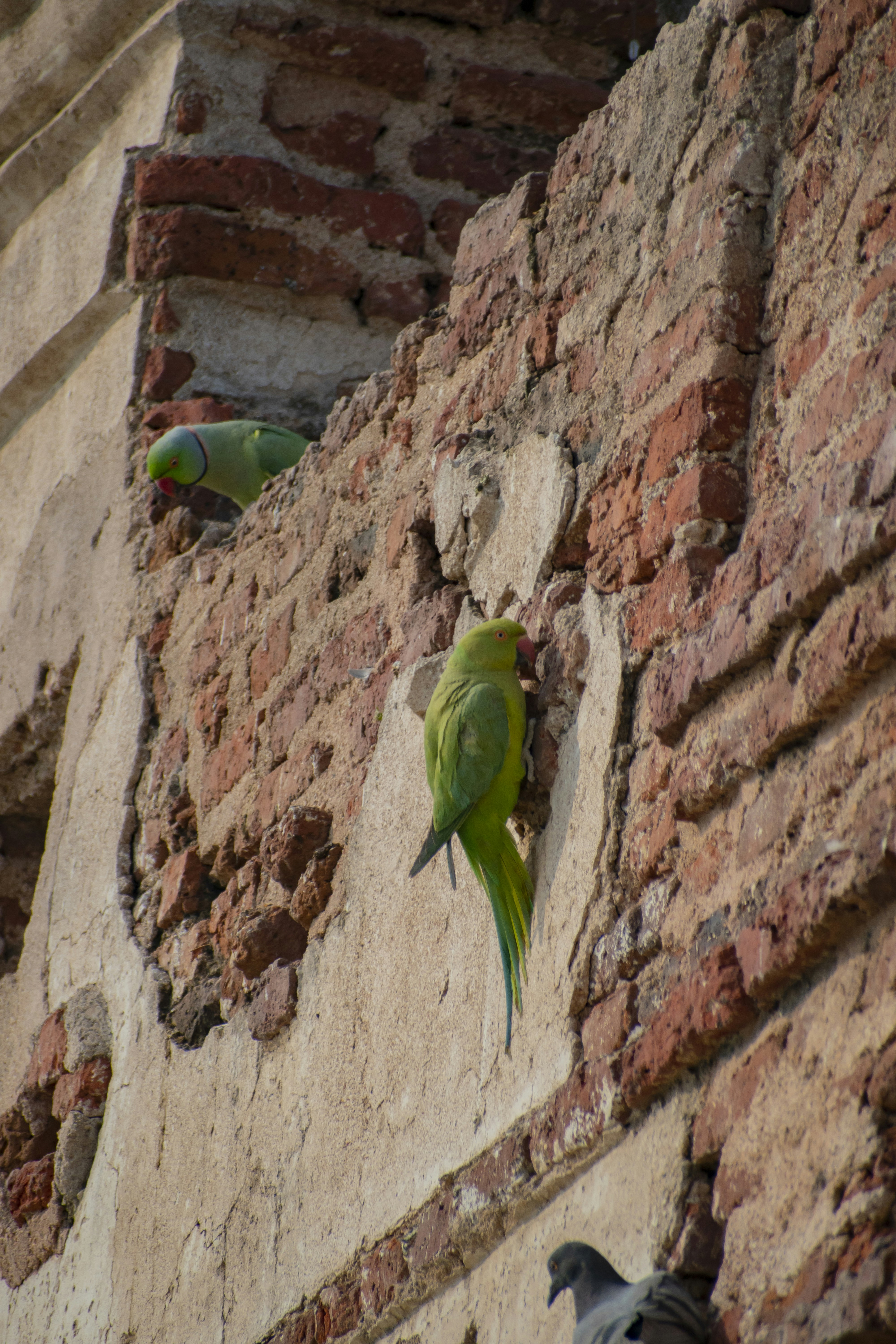 parrot home