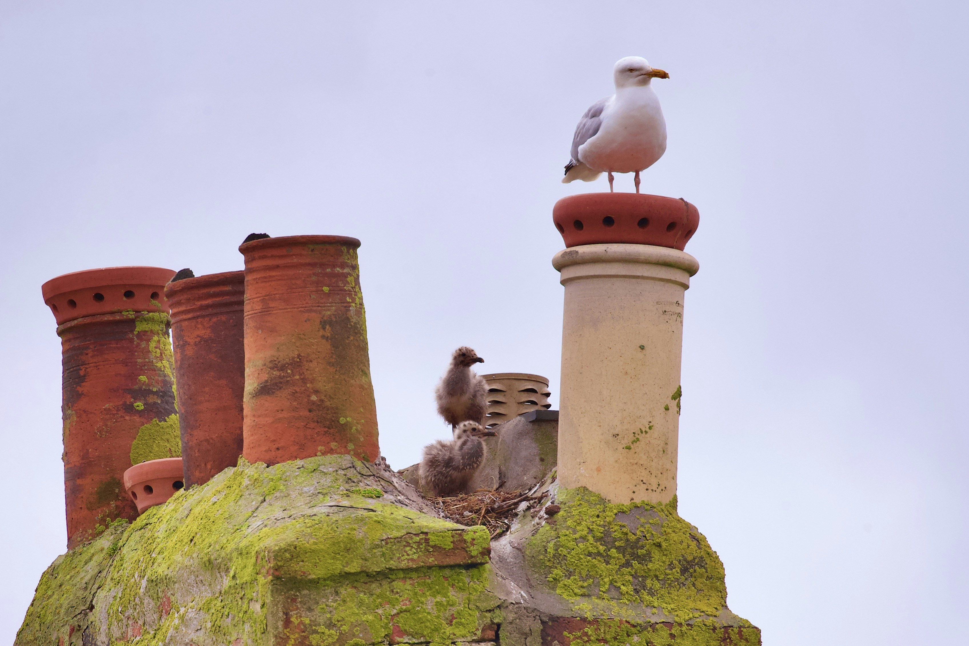 Seagull Crowned on Moss-Capped Rooftop Chimney