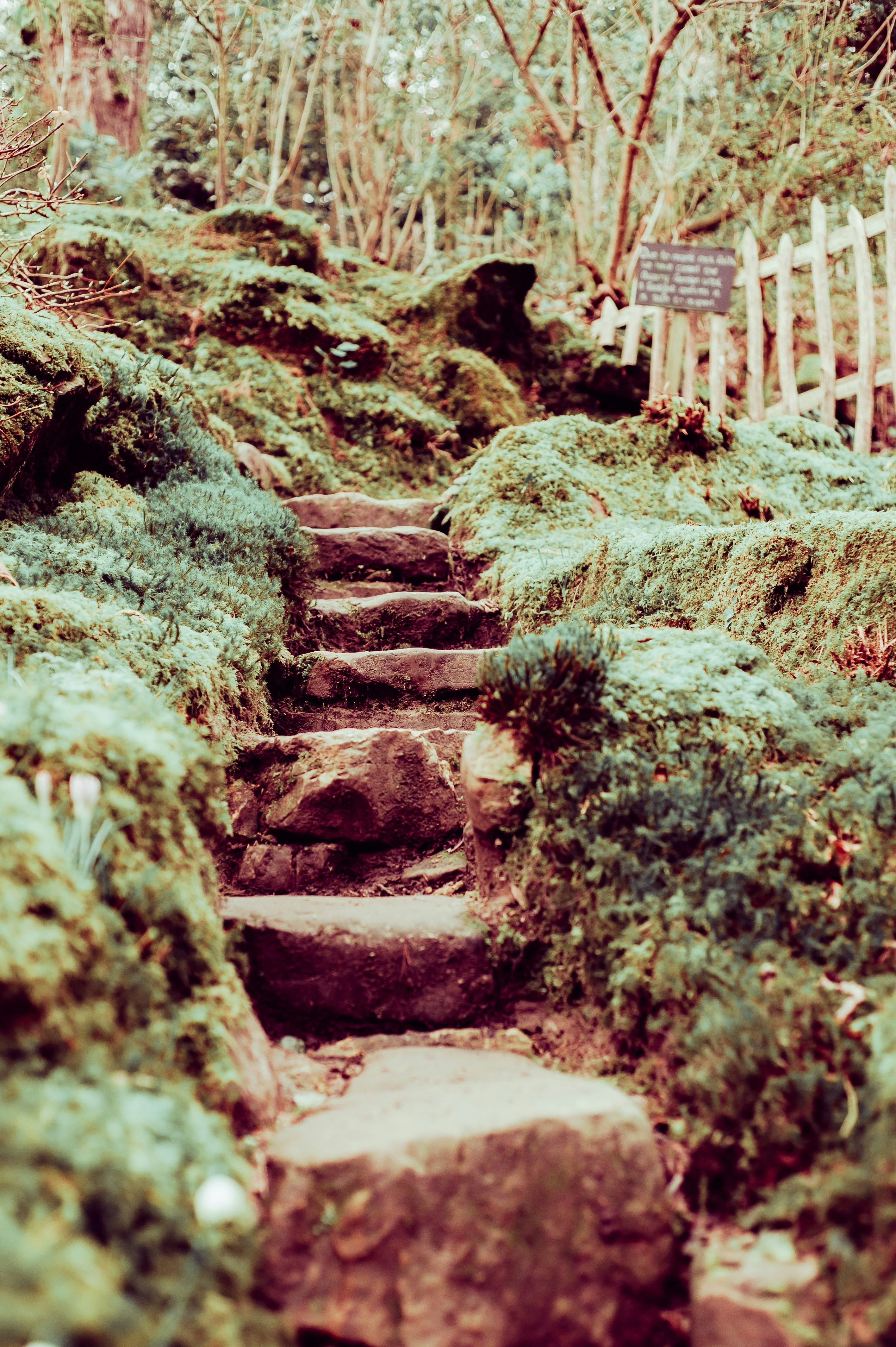 Winding stone steps lead through a lush, moss-covered landscape, inviting exploration in a tranquil forest setting.