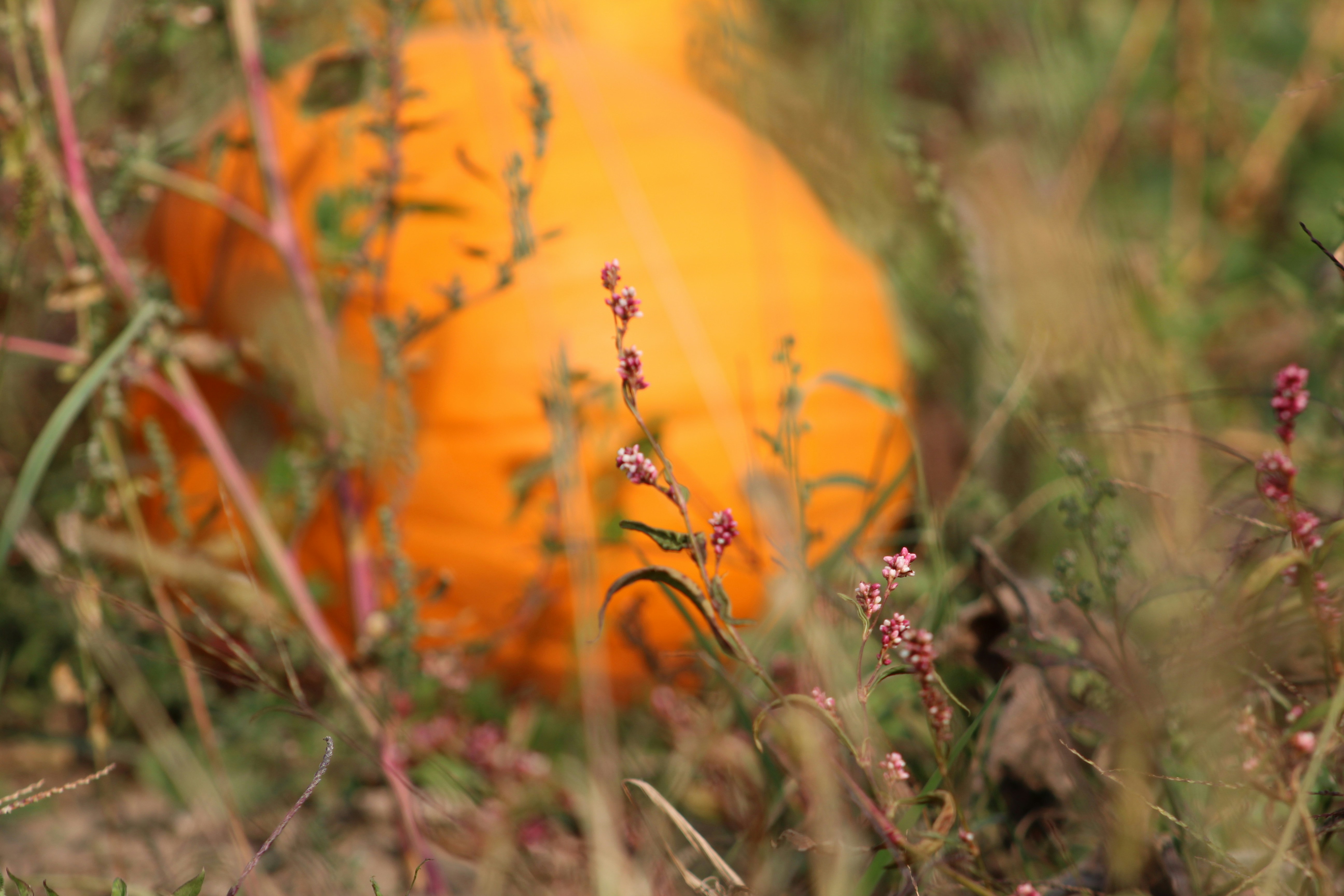 Hidden Orchard Pumpkin Revealed Through Wildflowers
