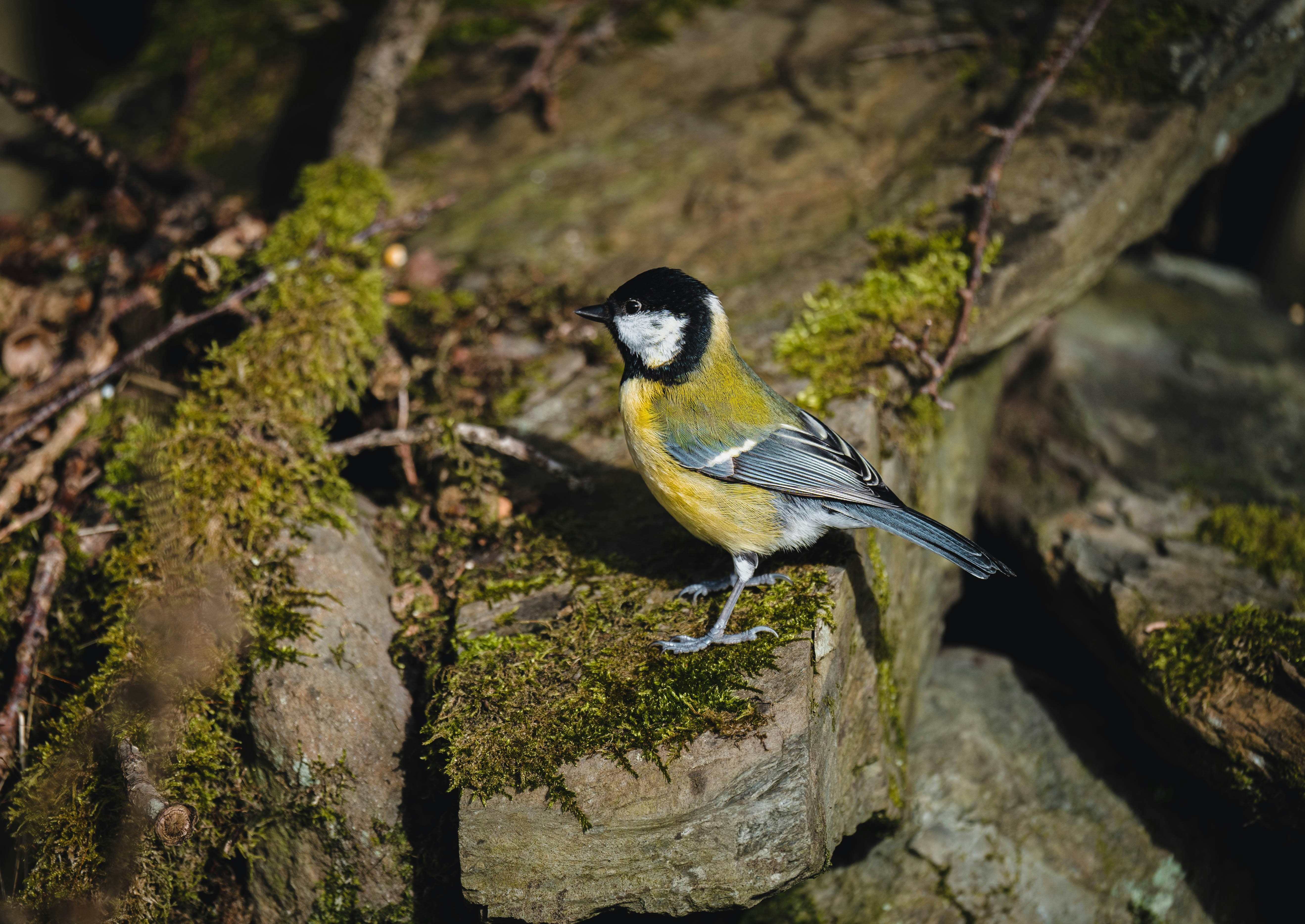 Great Tit on Mossy Ledge: Quiet Light, Sharp Feathers