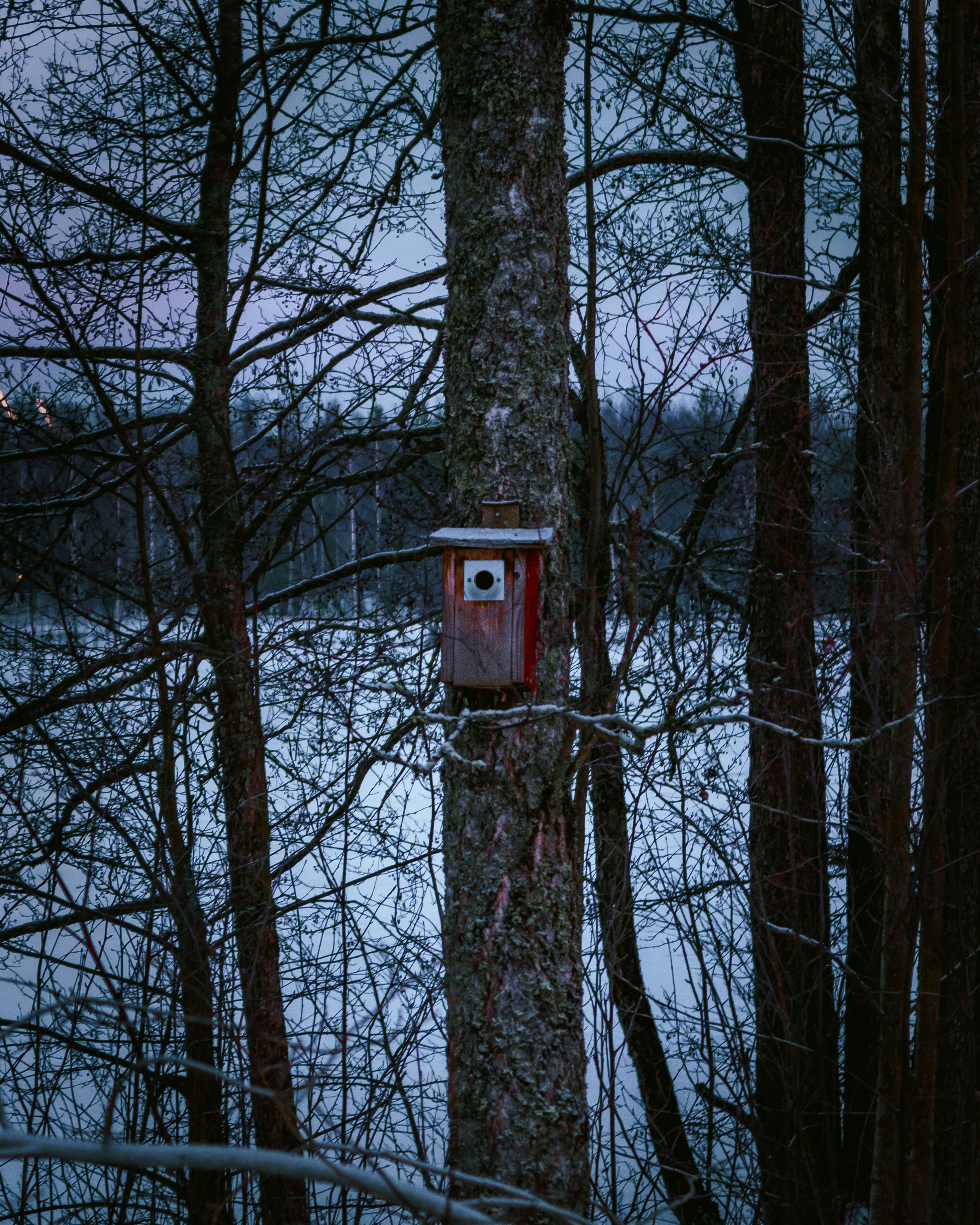 A rustic birdhouse perched on a tree trunk, surrounded by bare branches against a tranquil winter backdrop. The scene conveys a sense of serenity and connection to nature.