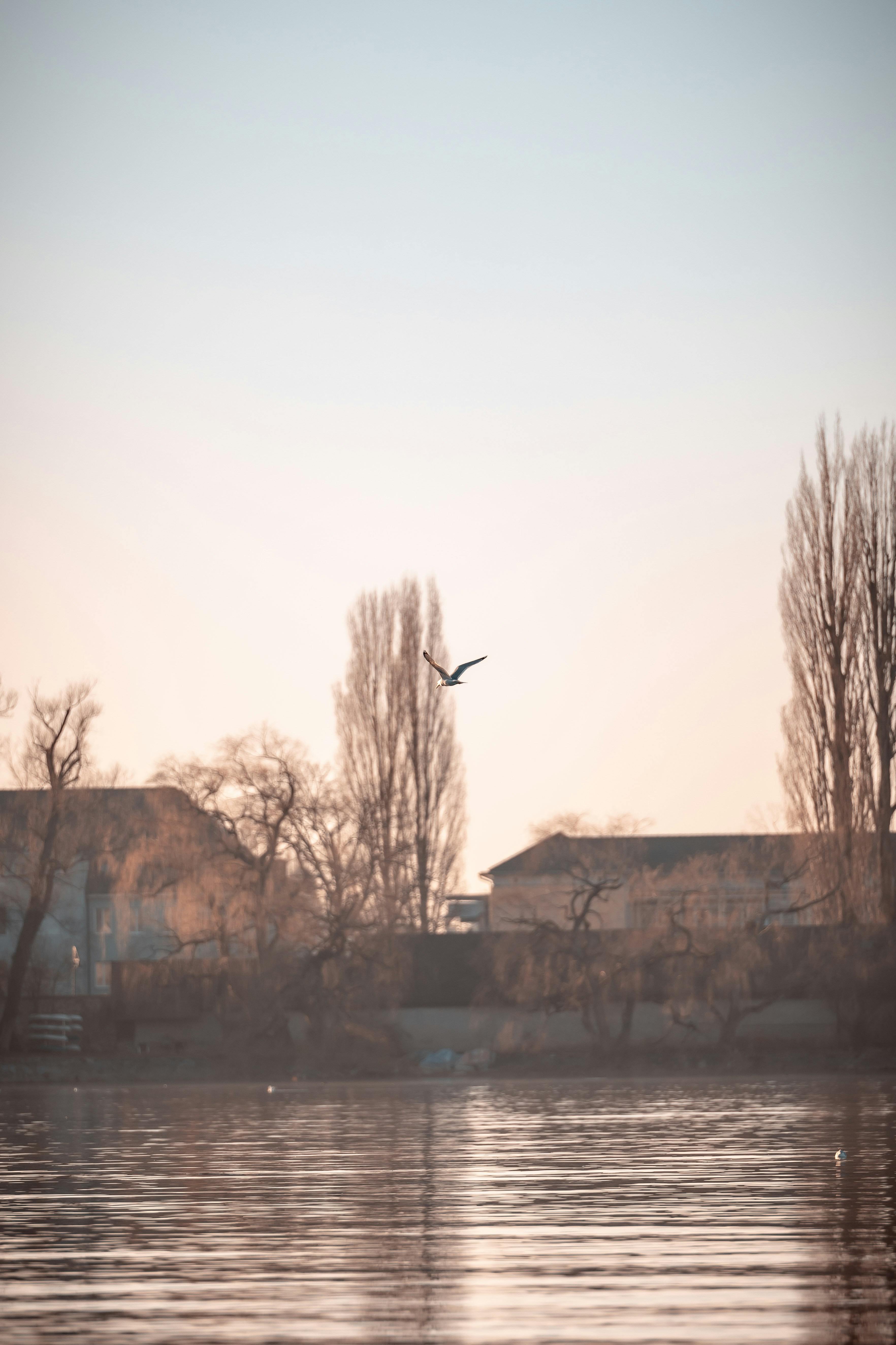 Solitary Gull Over a Quiet Riverside at Dusk