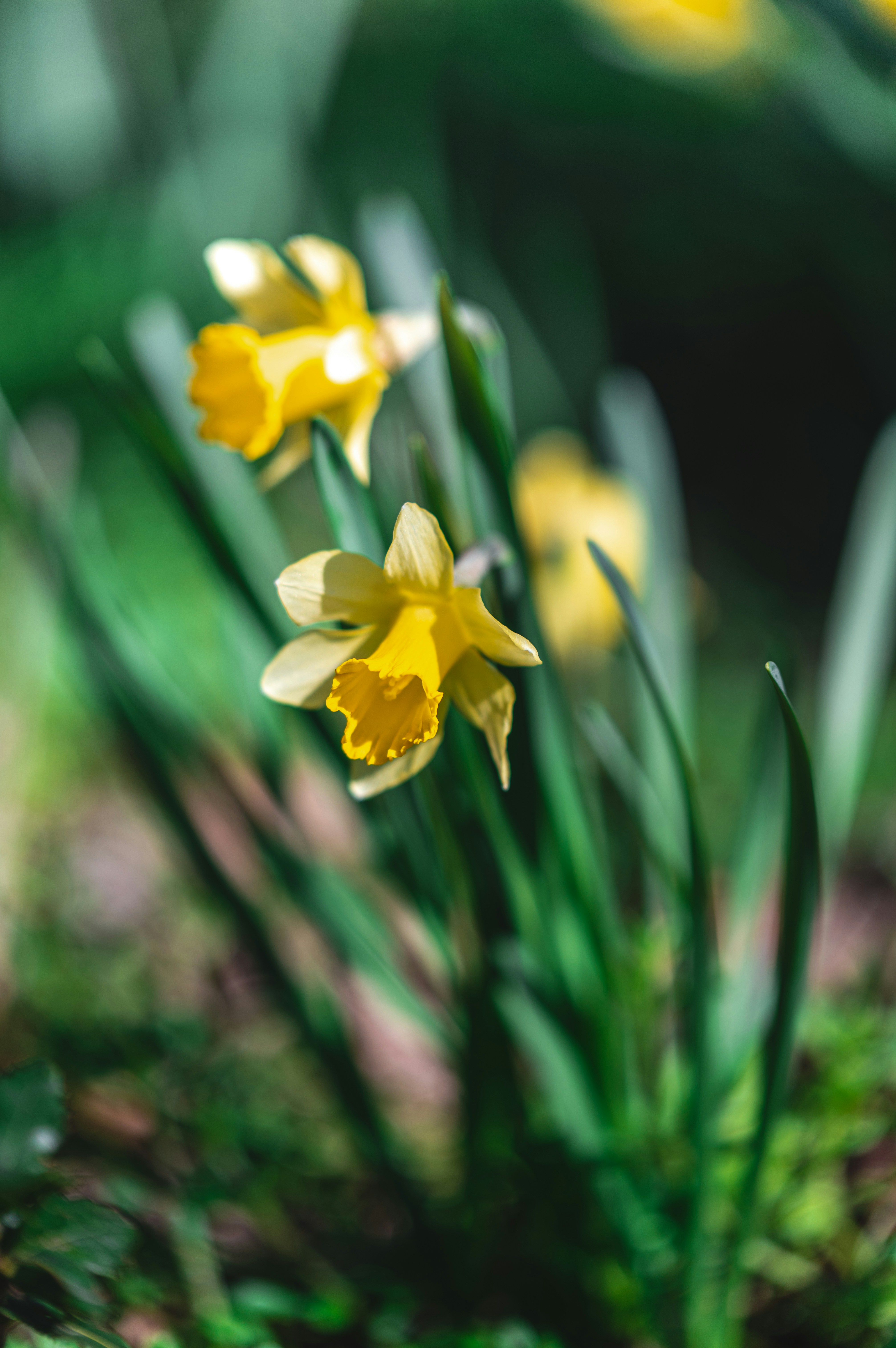Yellow daffodils in bloom during daytime photo – Free Flower Image on Unsplash