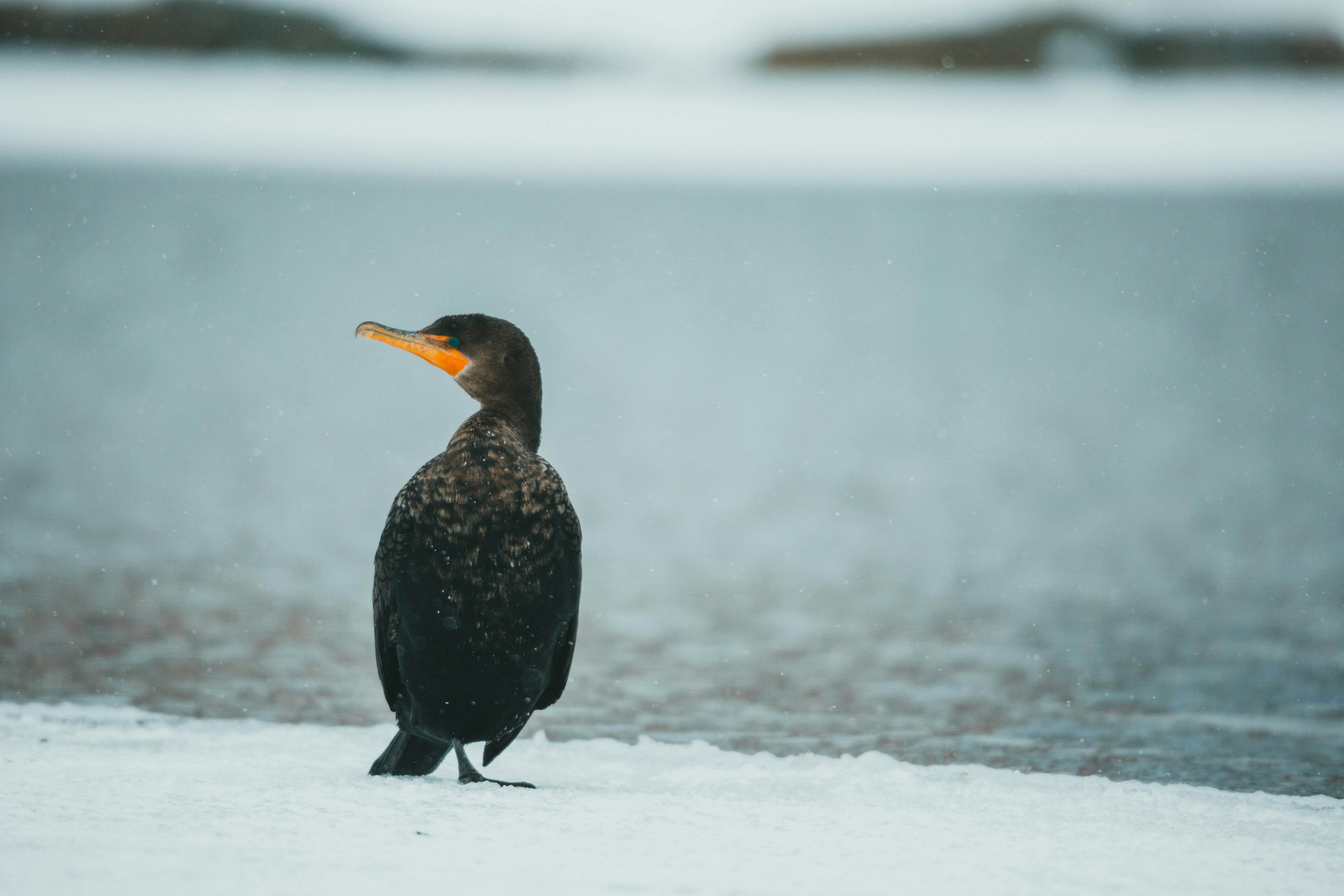 Cormorant Sentinel on a Snow-Dusted Shore in Winter Light