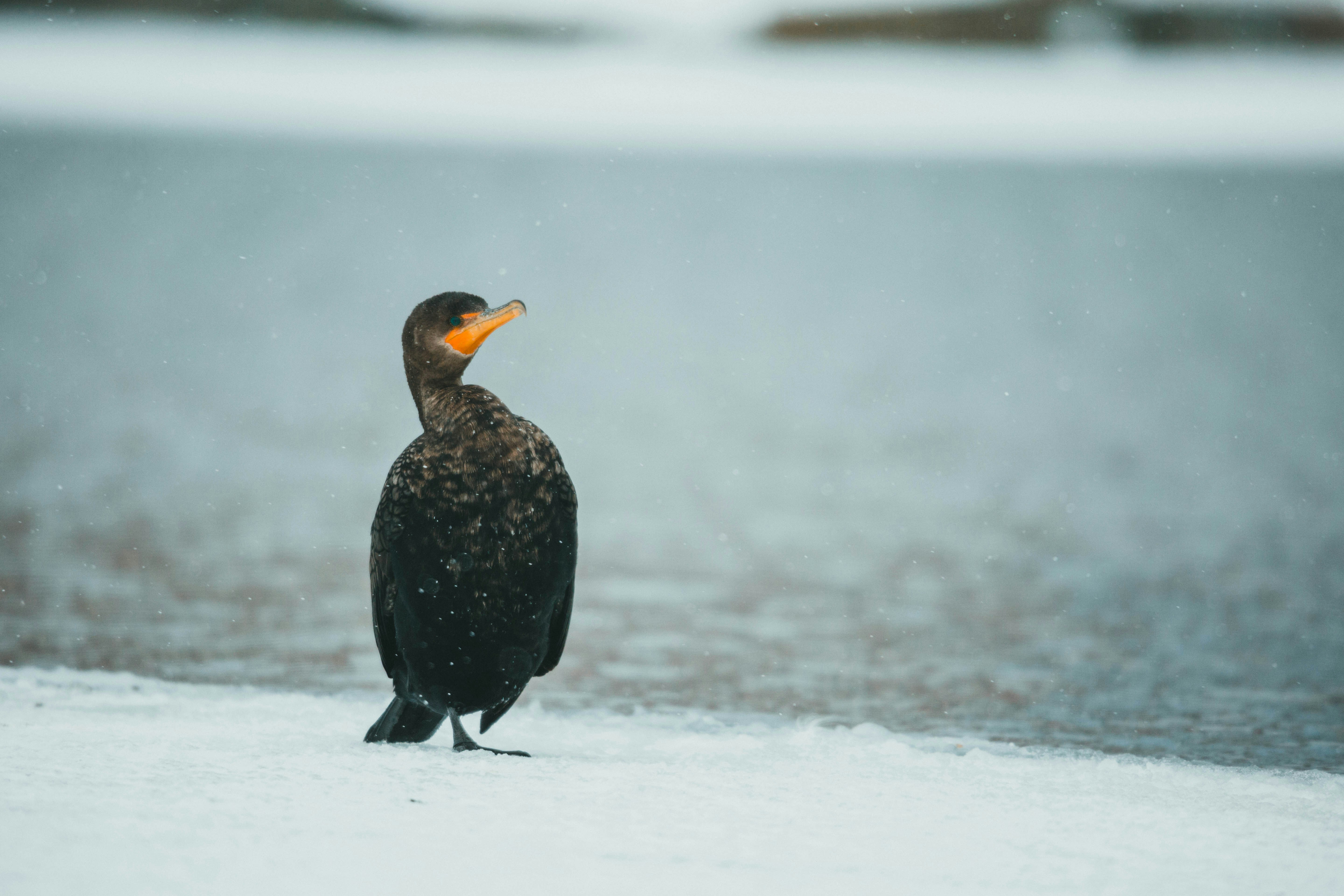 Cormorant on Snow: An Orange-Beaked Sentinel by a Frigid Shore