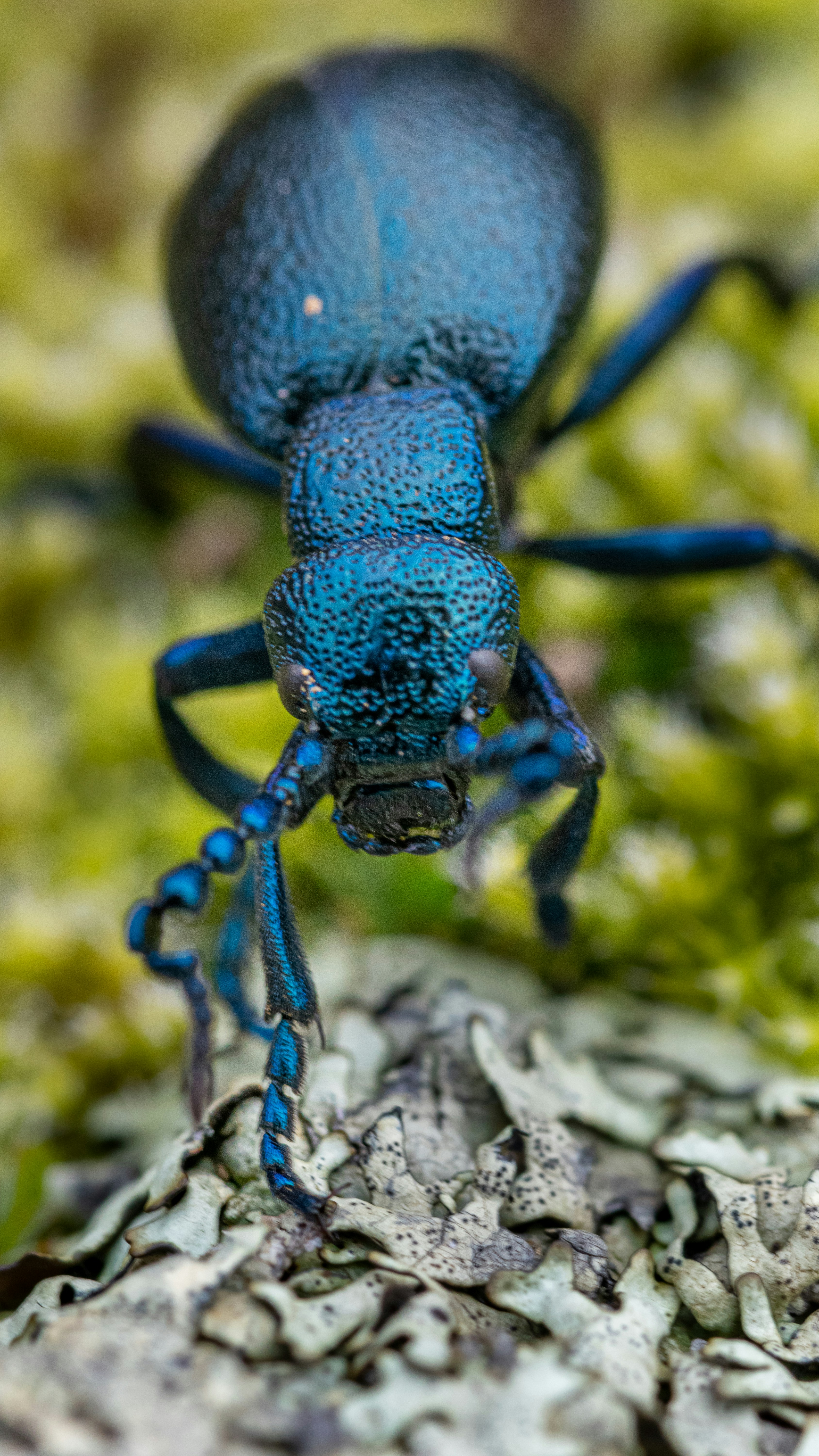 Close-up of a vibrant blue beetle navigating a textured surface covered in lichen. The intricate details of its exoskeleton are highlighted.