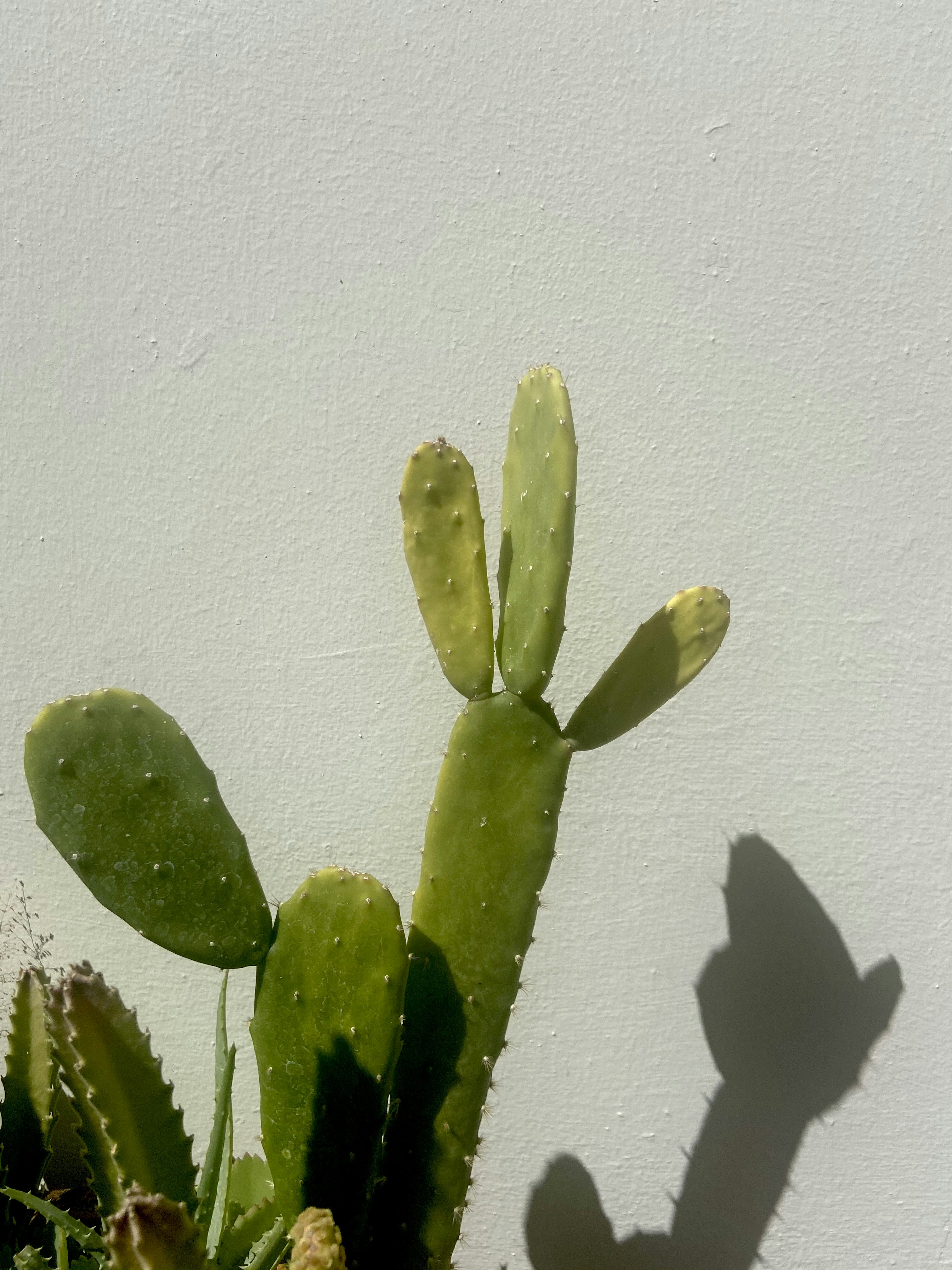 Sunlit Paddles: A Cactus Portrait on a White Wall