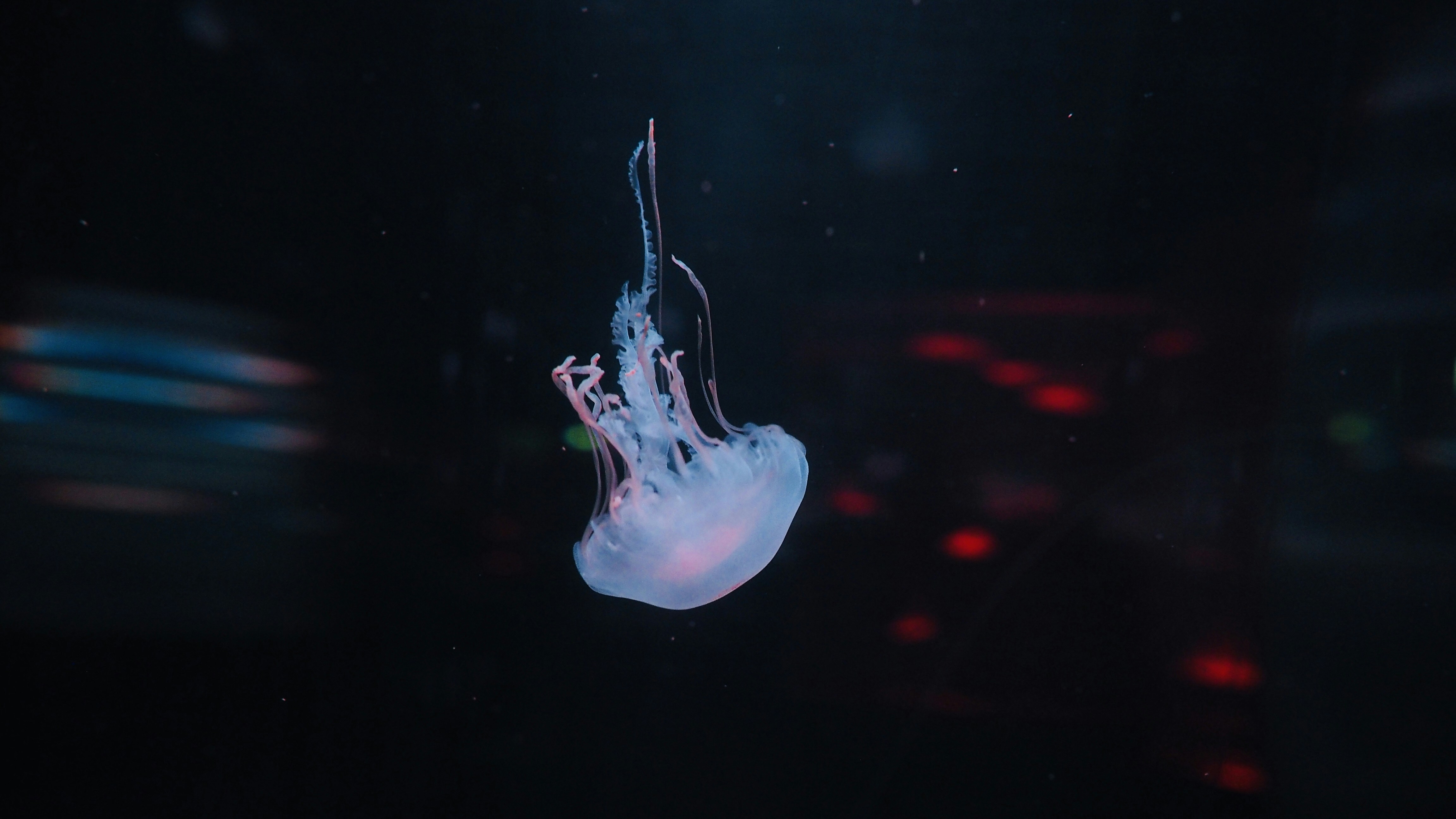 white jellyfish in blue water