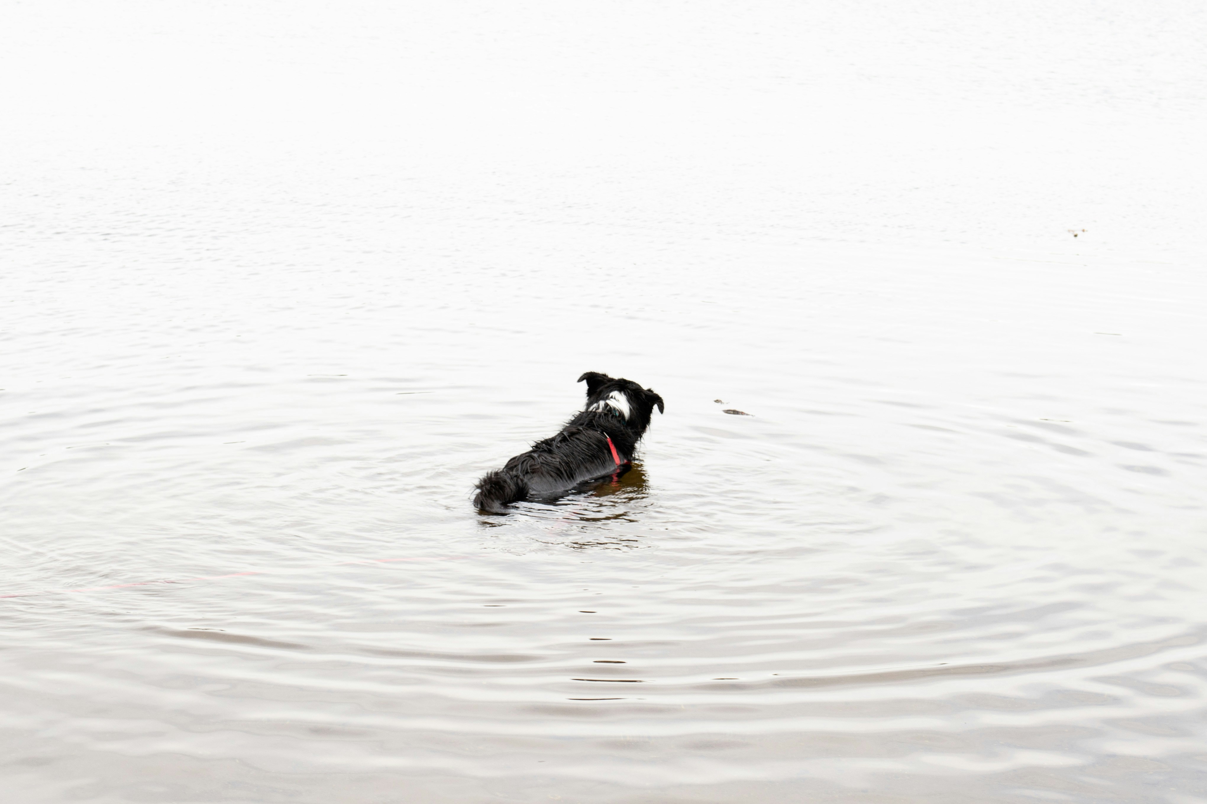 Concentric Calm: A Retriever Drifts Through Sunlit Water