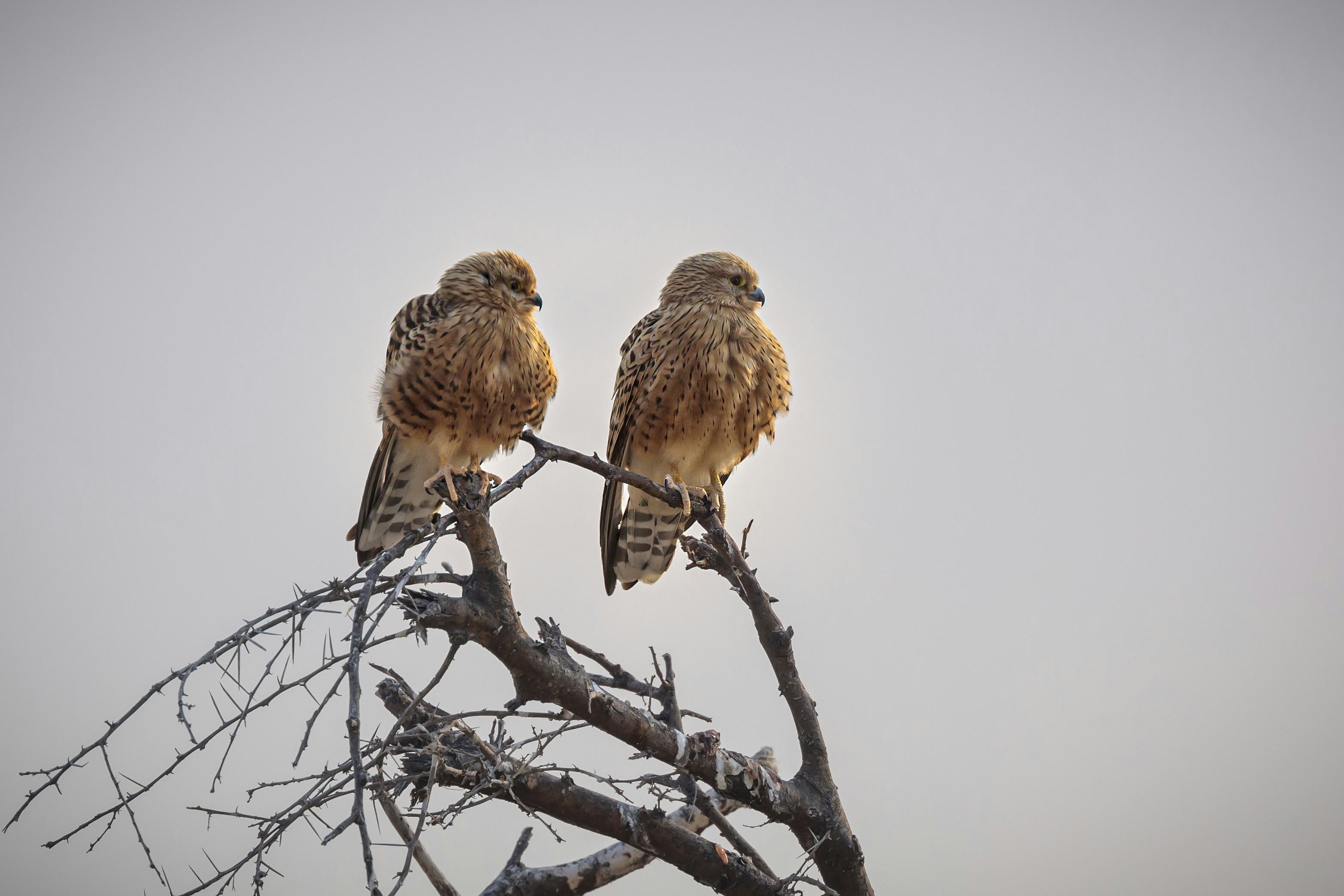 Sentinels of the Sky: A Pair of Watchful Raptors