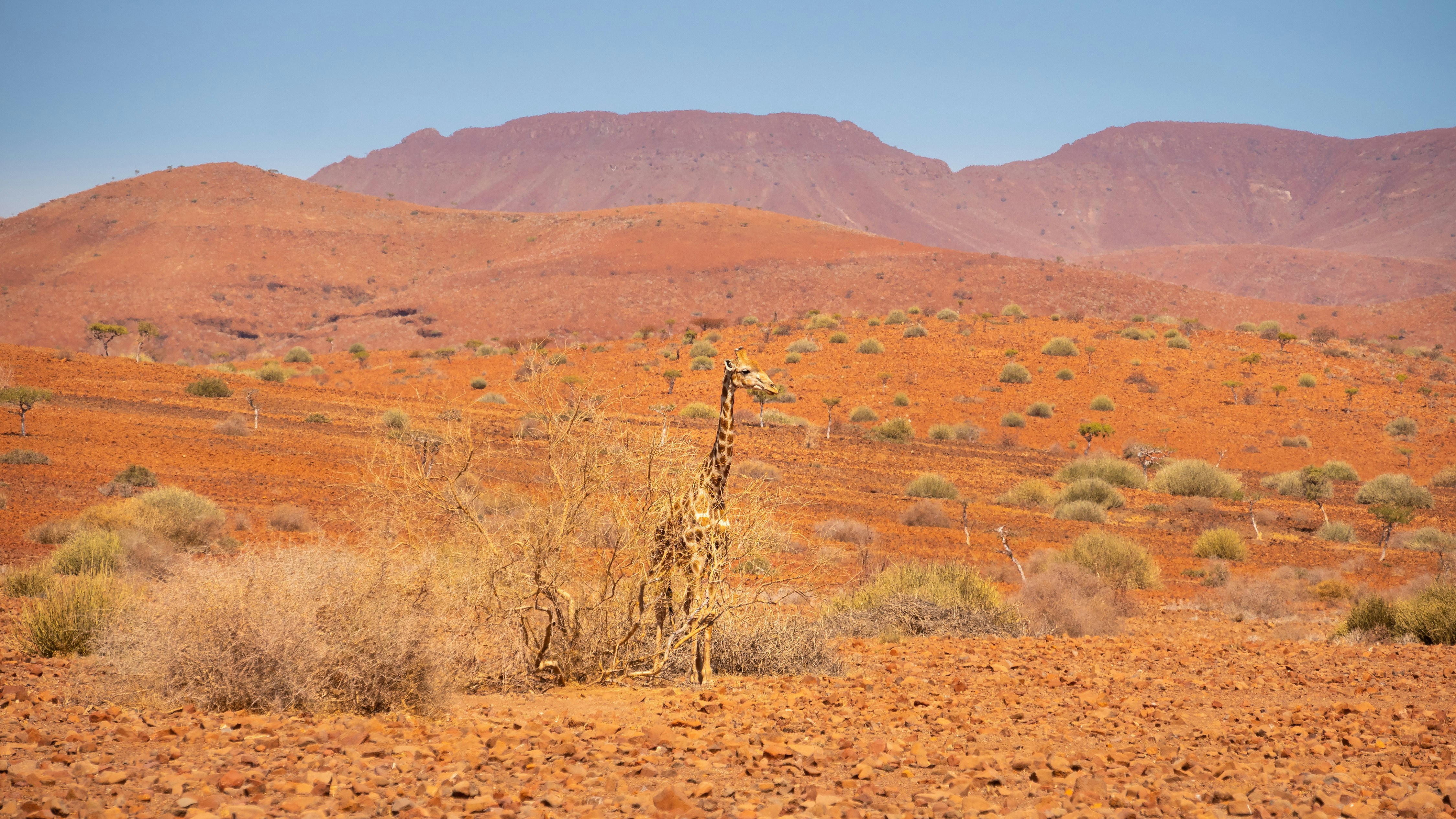 Giraffe in the semi-desert of Damaraland, Namibia