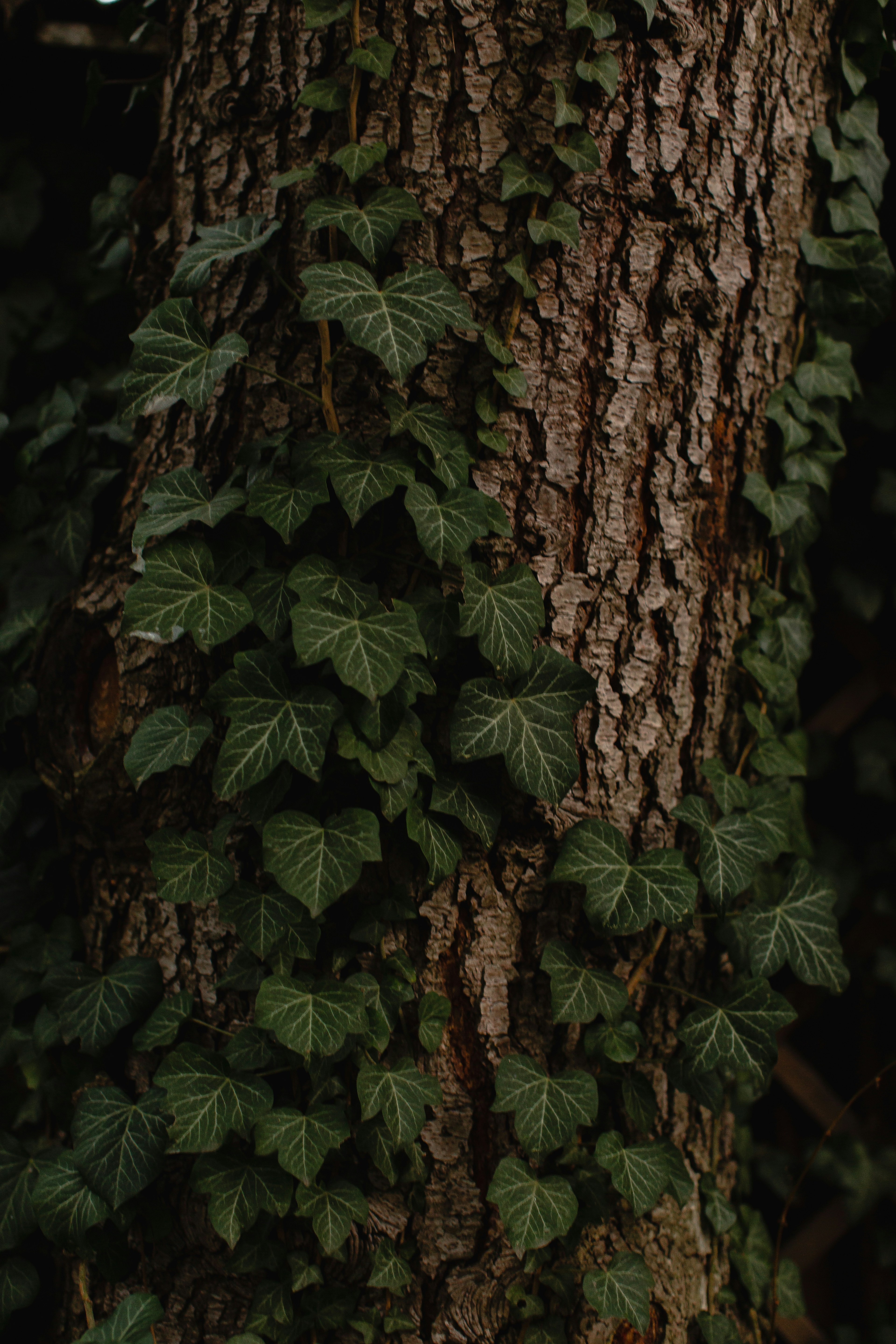 Ivy vines gracefully entwine around the textured bark of a tree, showcasing a harmonious blend of nature's elements.