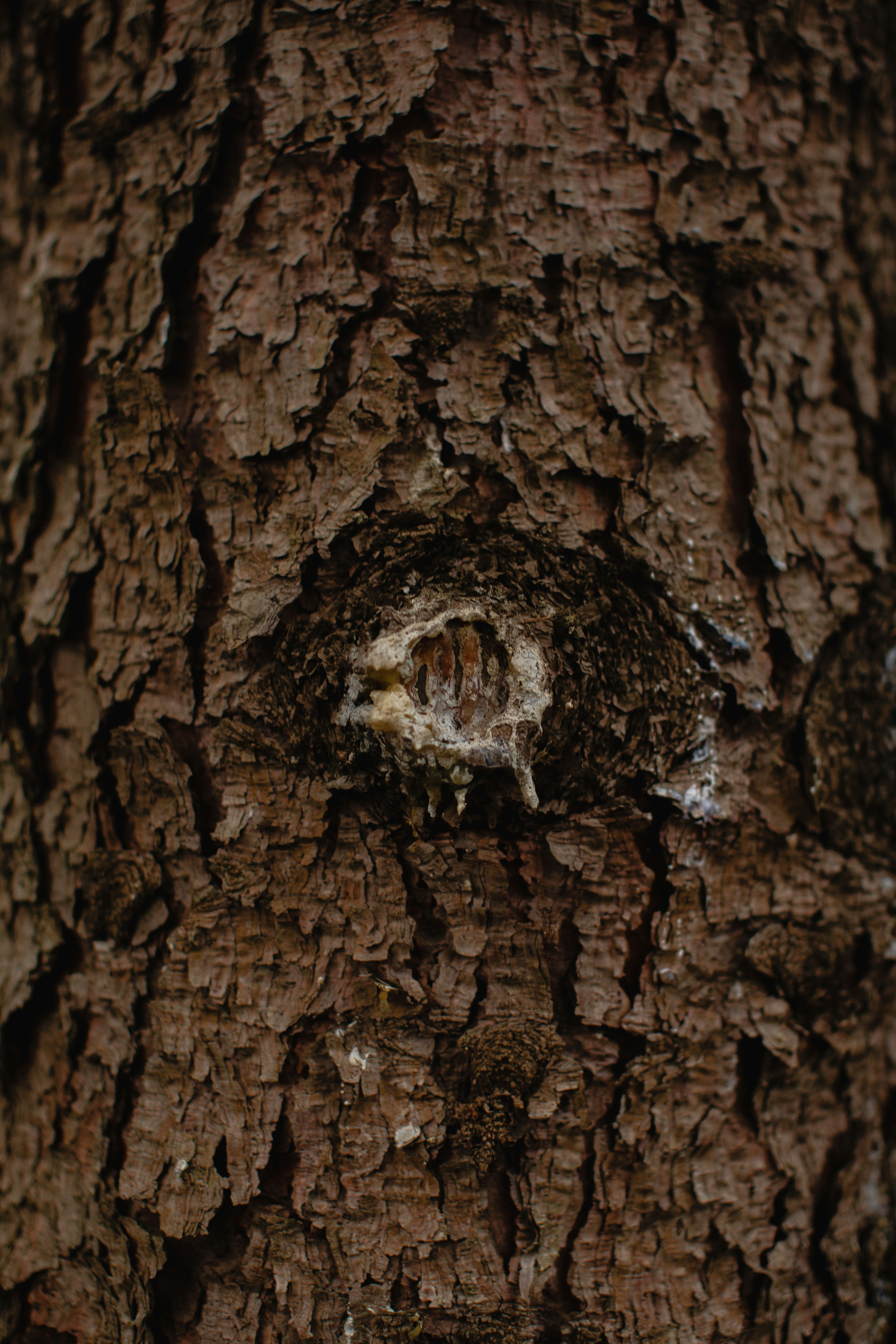 Knot in the Bark: Weathered Eye of the Tree