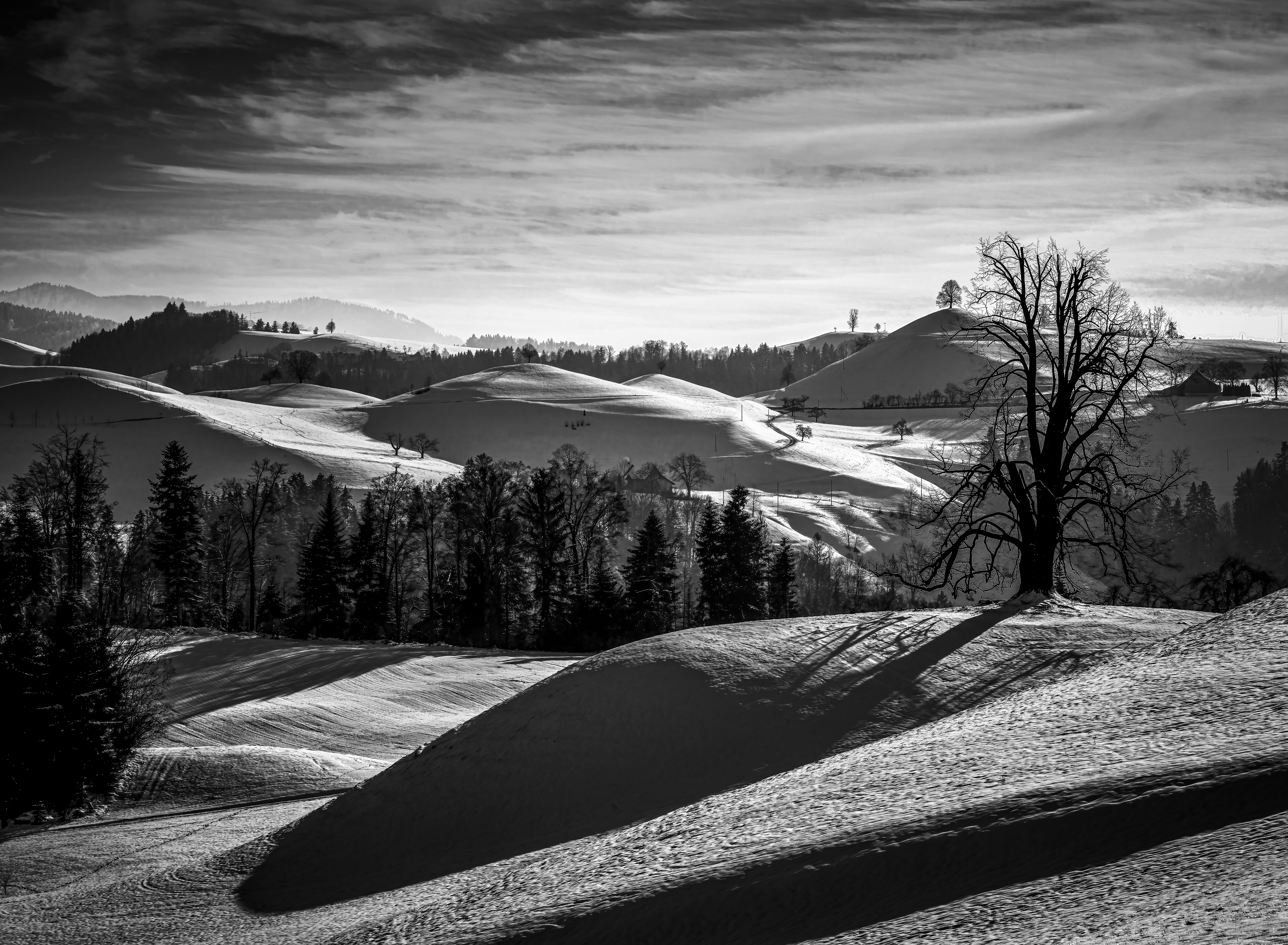 Grayscale photo of trees on snow covered ground photo – Free Hirzel ...