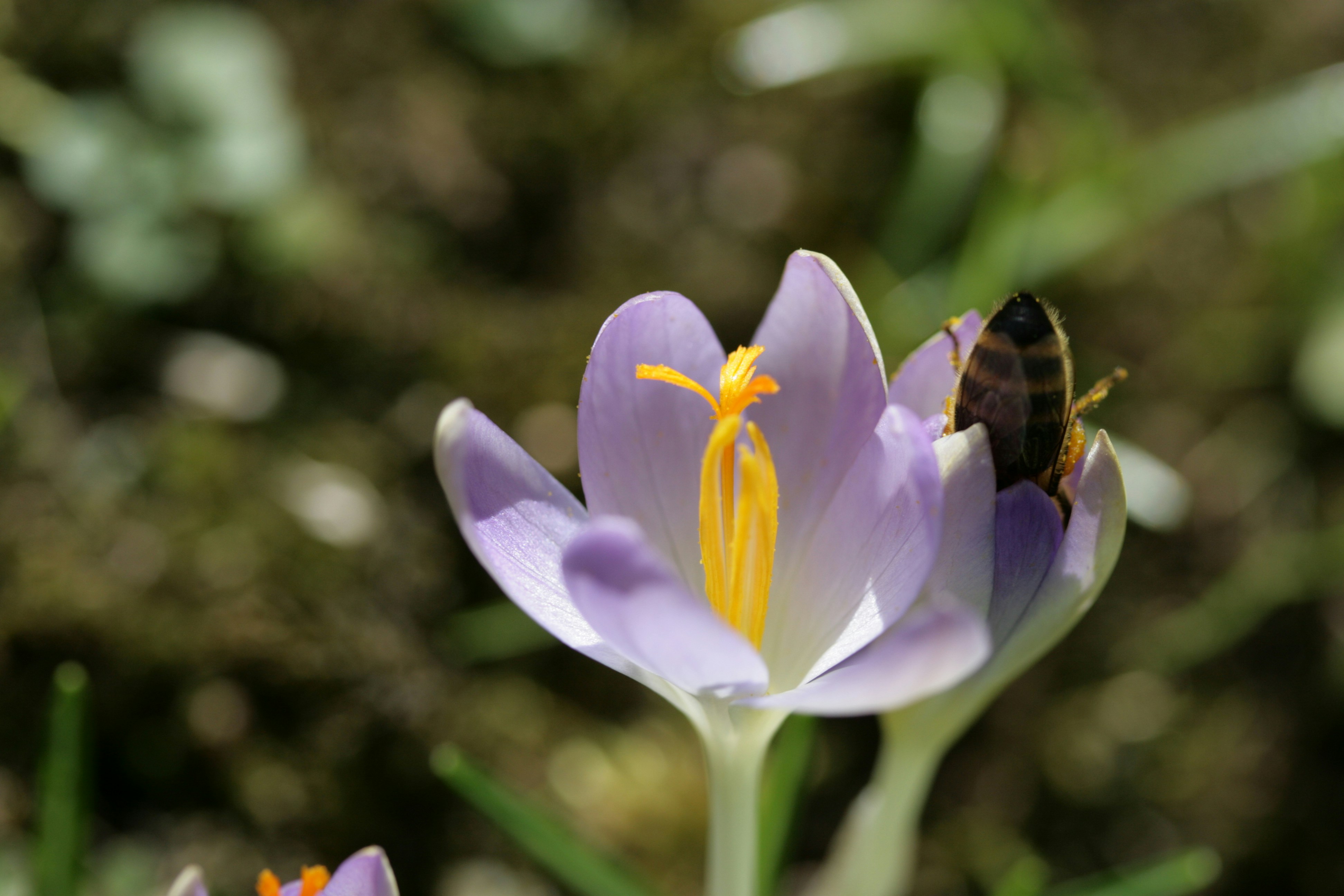 Crocus Spotlight: Bee Visits a Violet Bloom