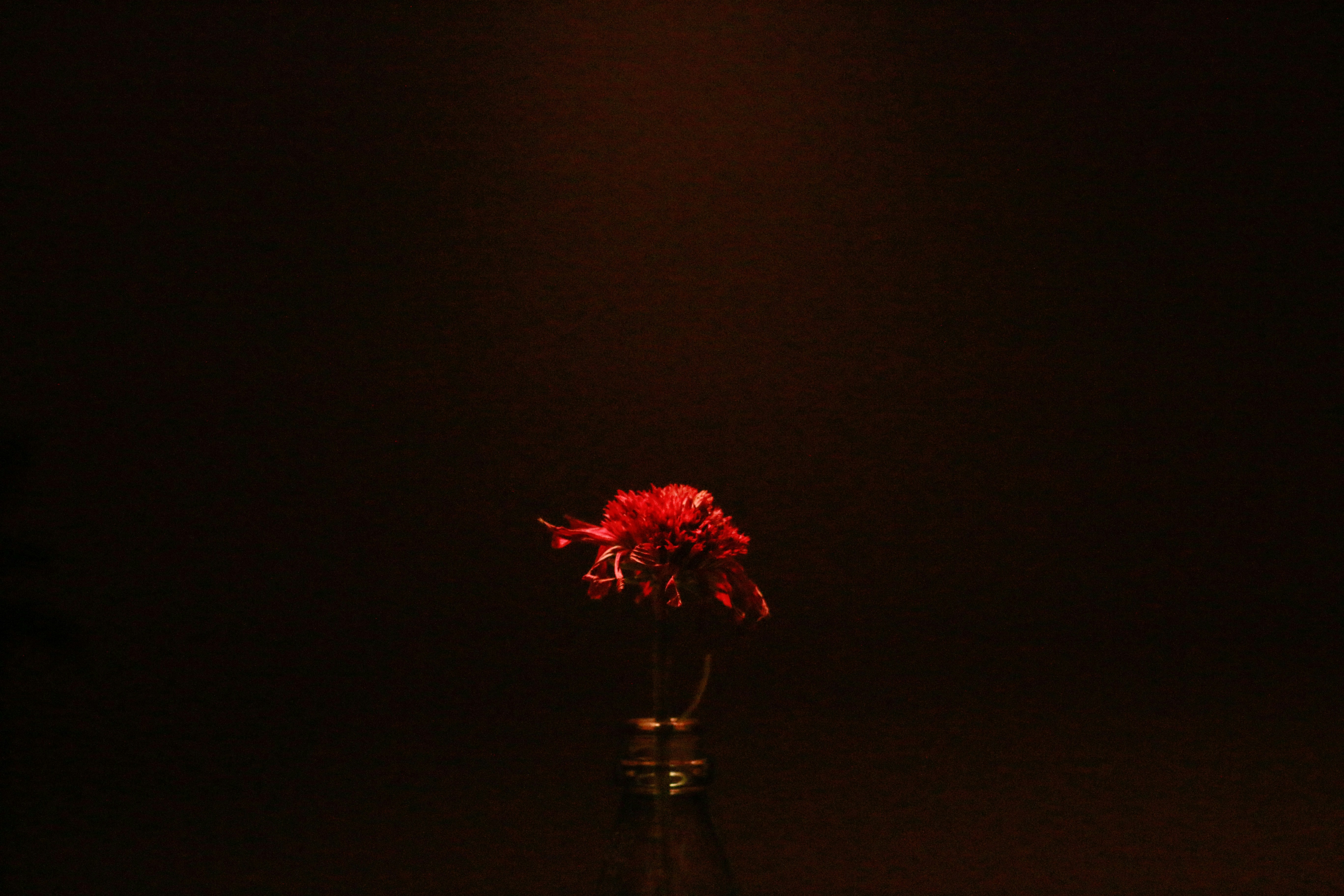 A solitary red flower in a glass vase, illuminated against a dark background, emphasizing its vibrant color and delicate details.