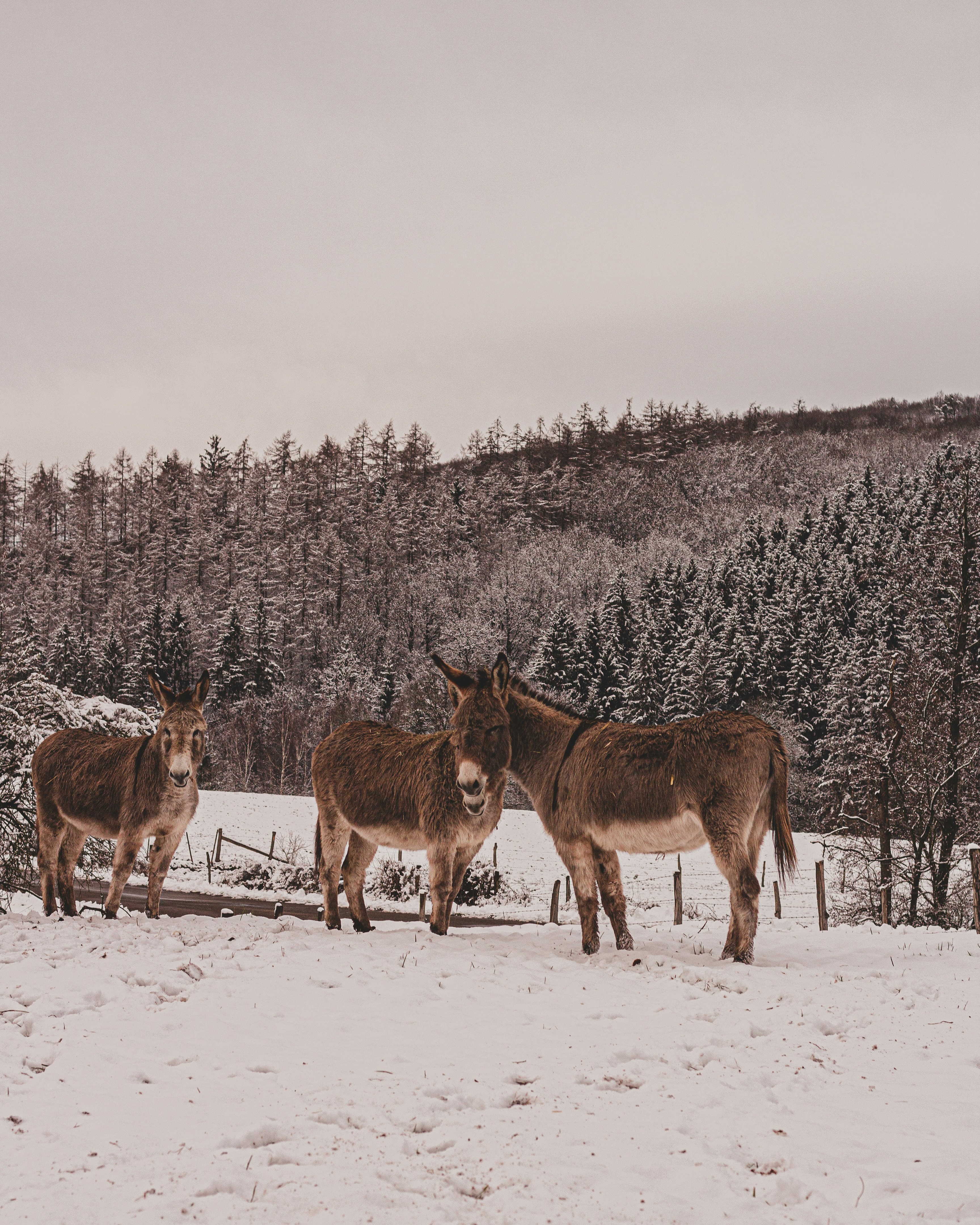 Three Donkeys in a Snowbound Clearing
