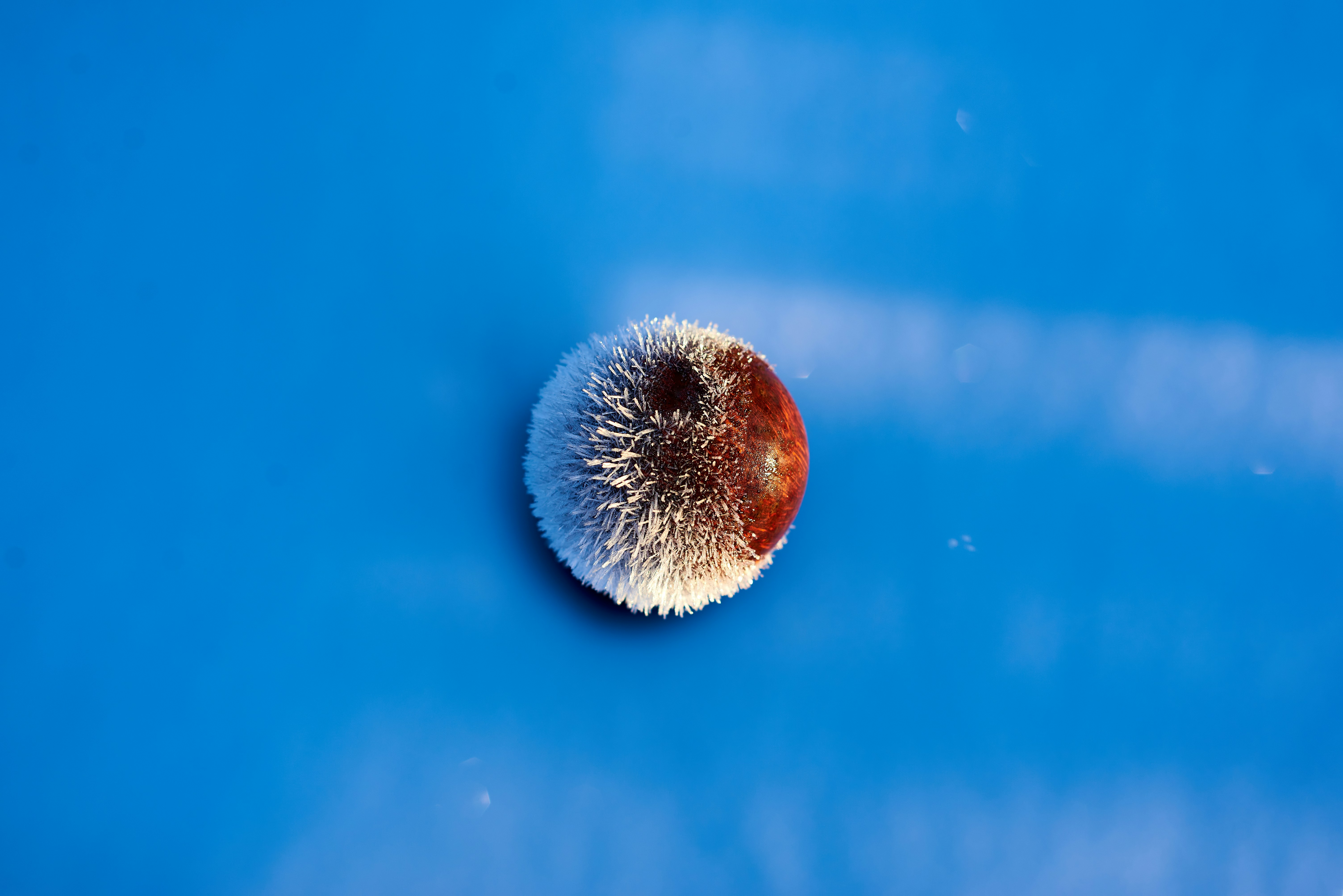 Frosted Berry on Azure: A Macro Moment of Texture