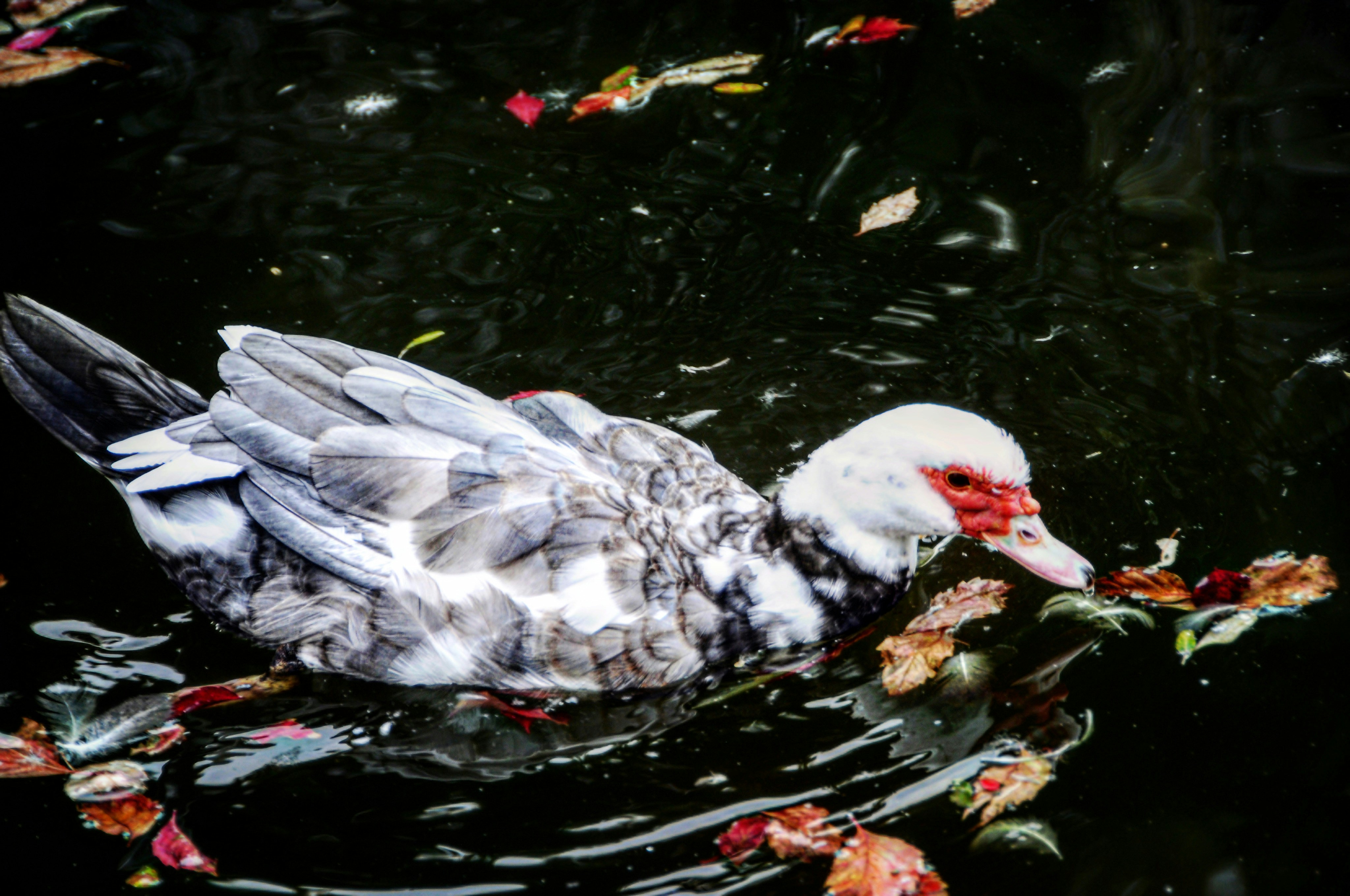 A duck in fall
