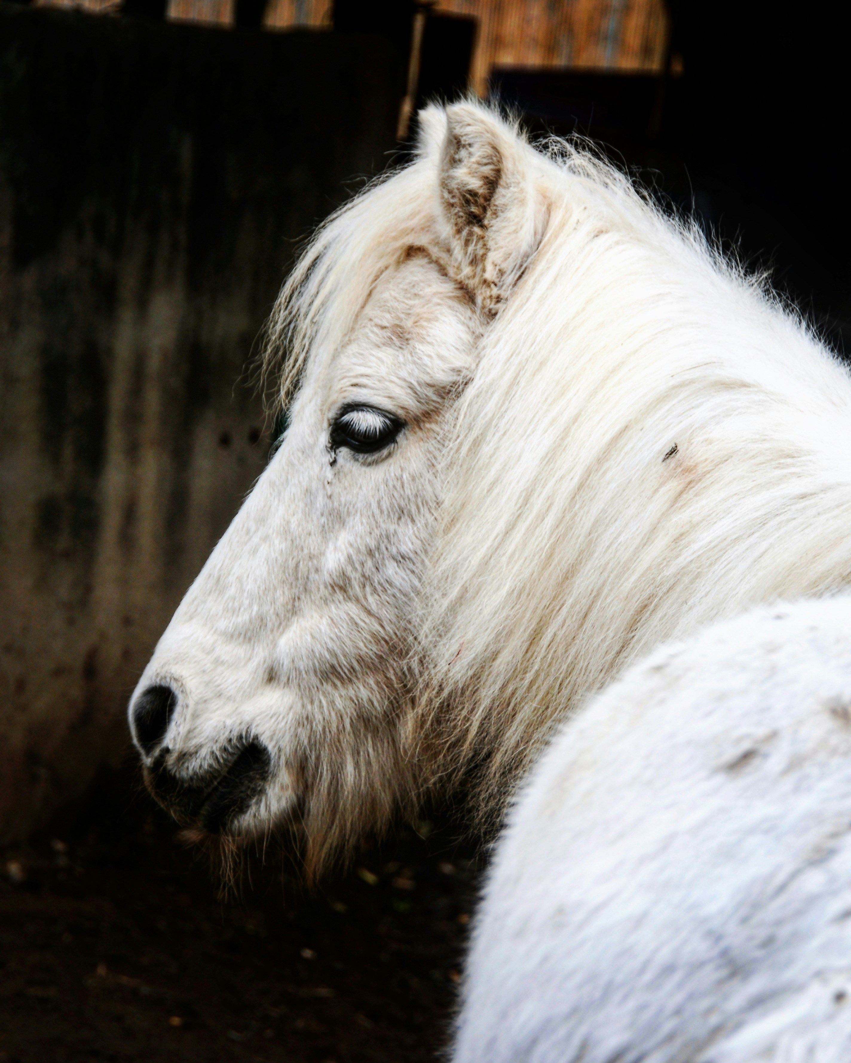 Profile of Quiet Light: A White Horse in the Shadowed Stall