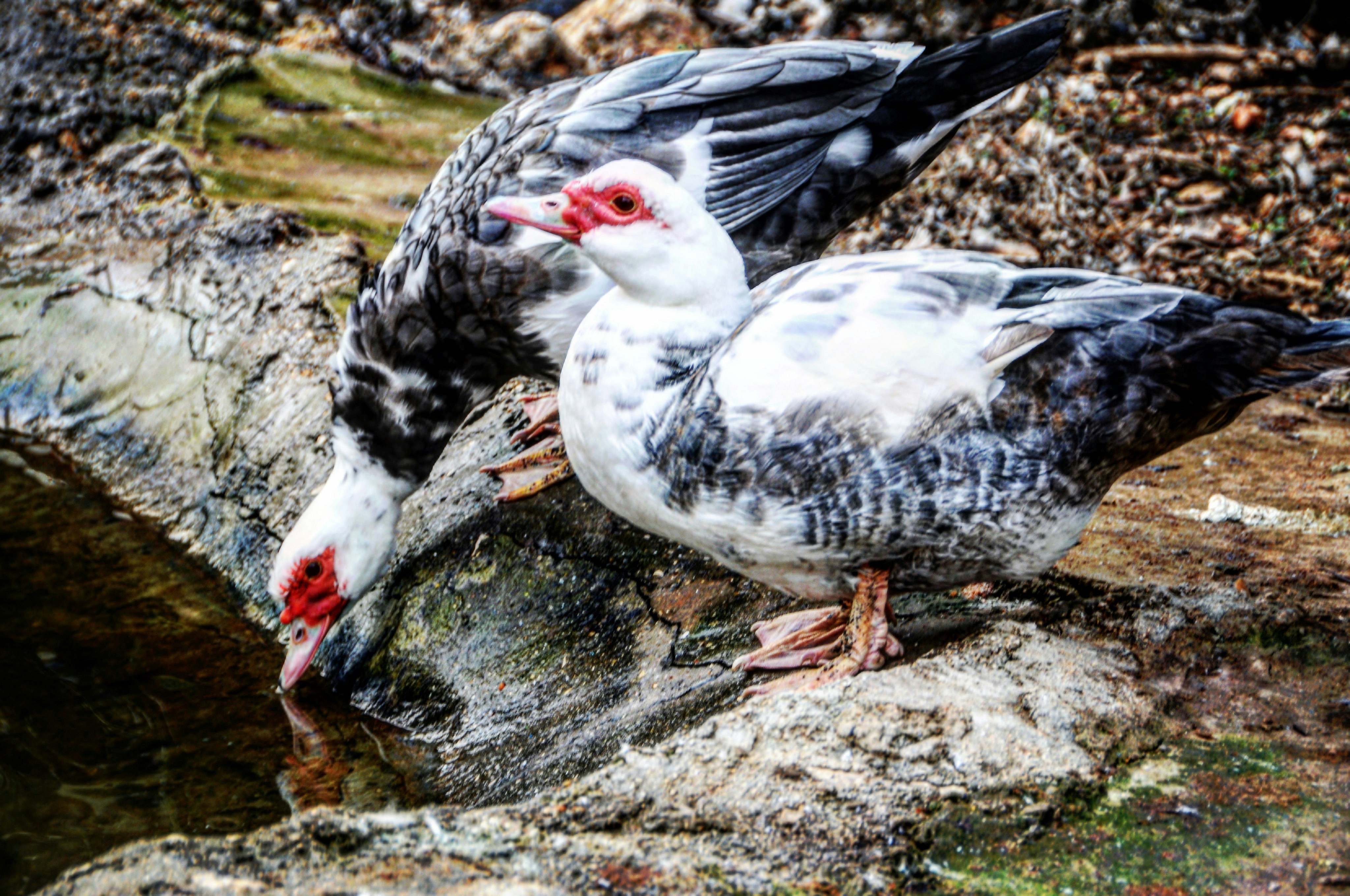 Red Beaks at the Mossy Pool: Chickens Claim a Rock by the Water