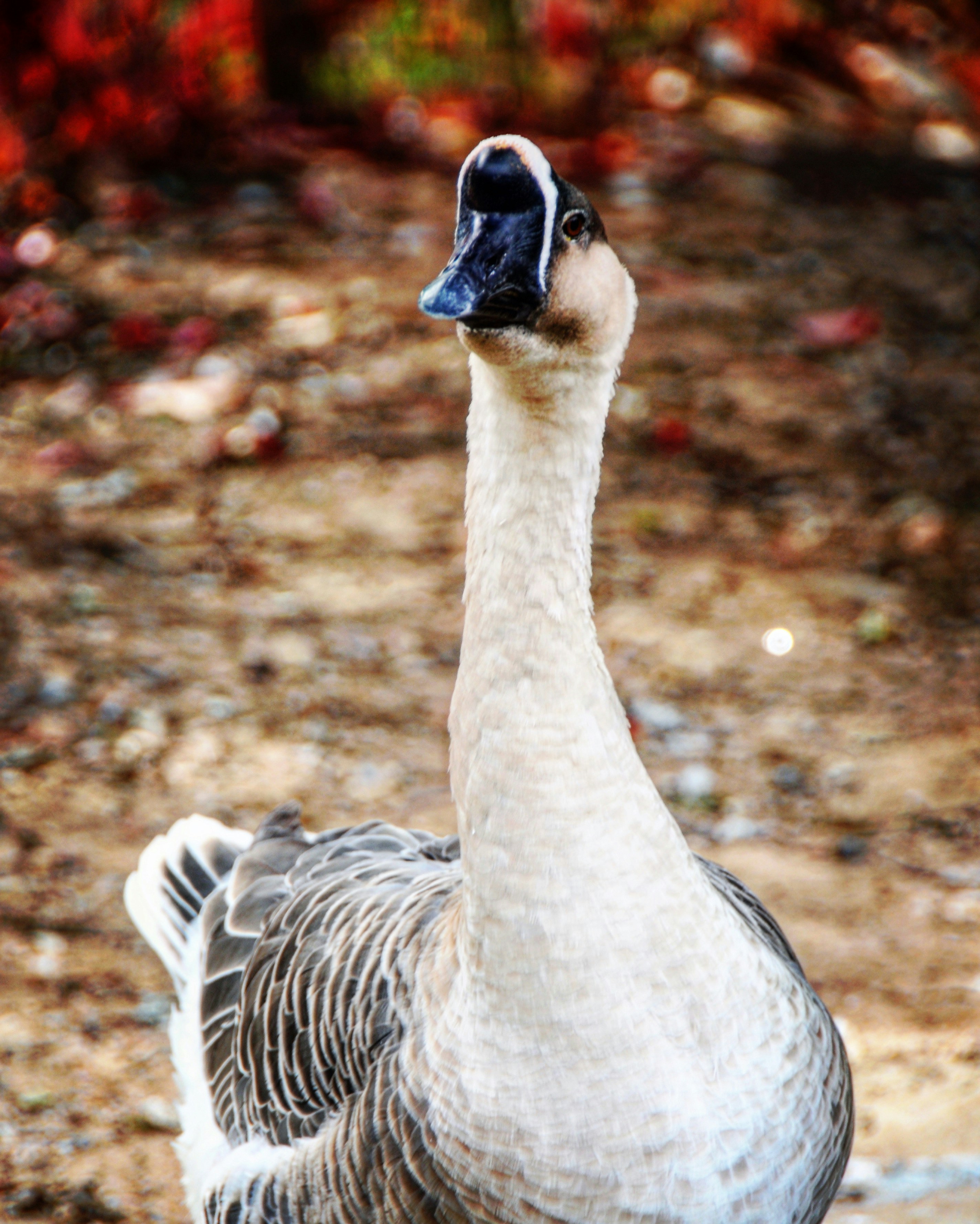 A goose with a striking posture and open beak stands prominently against a blurred background of autumn foliage.