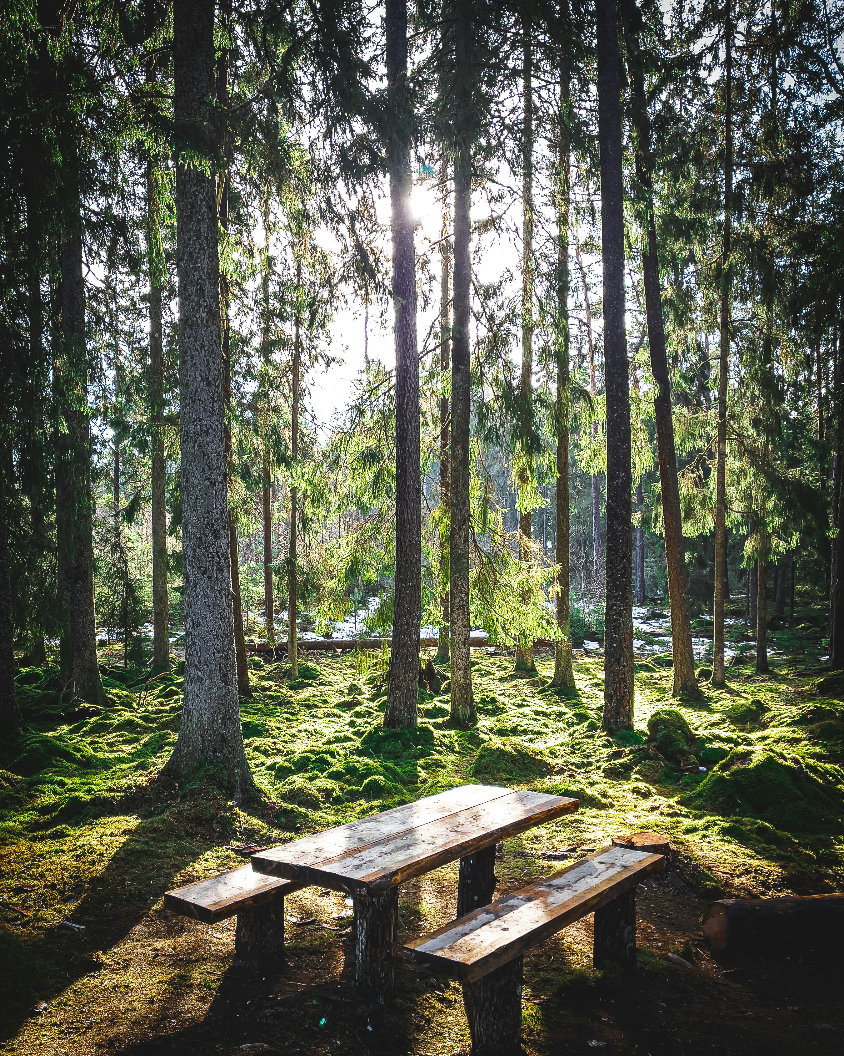 Sunlit Clearing with Moss and Rustic Picnic Table