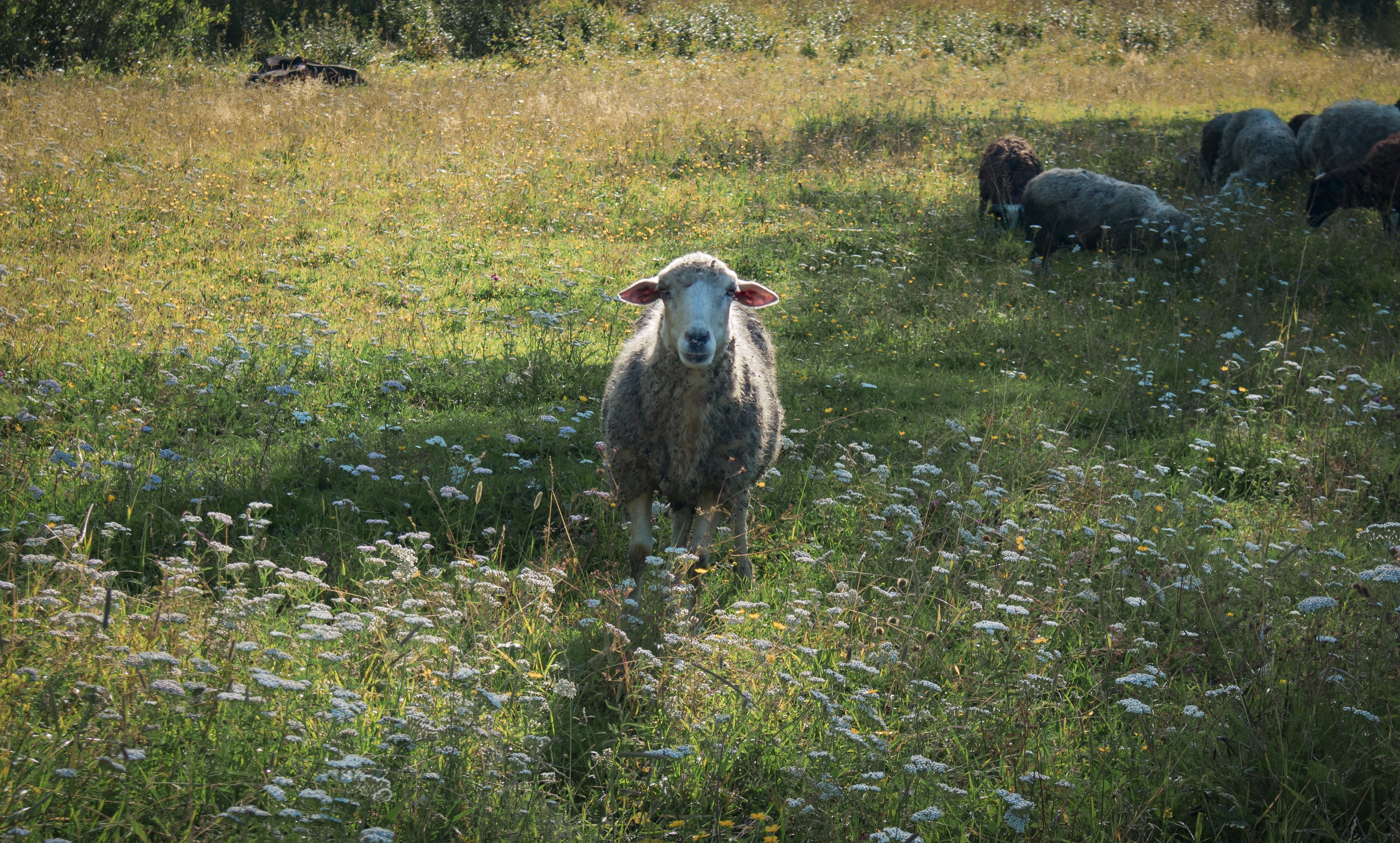 A sheep stands prominently in a sunlit meadow surrounded by wildflowers, while other sheep graze peacefully in the background.