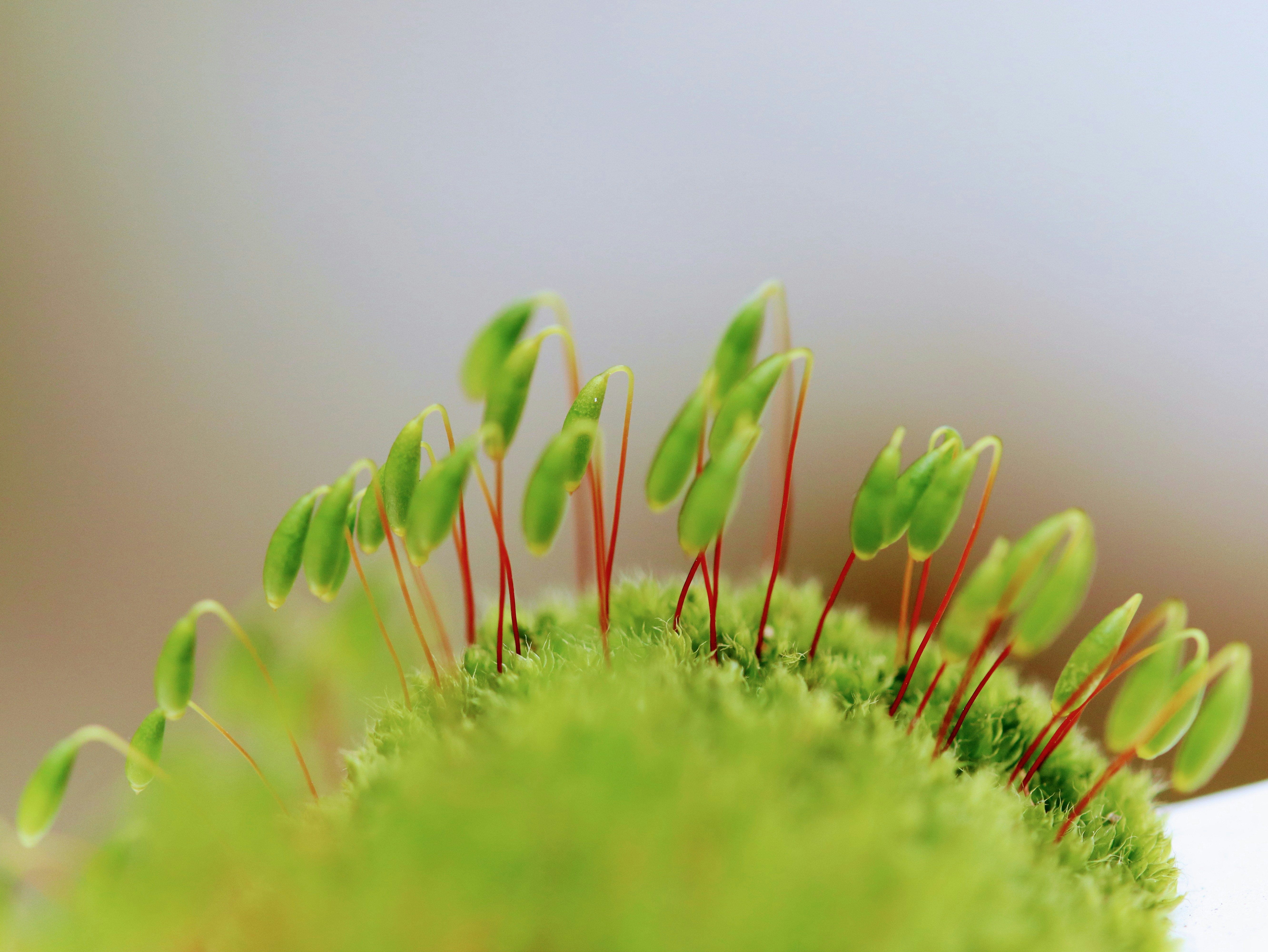 Plante verte et rouge pendant la journée photo – Photo Hampstead Ouest ...