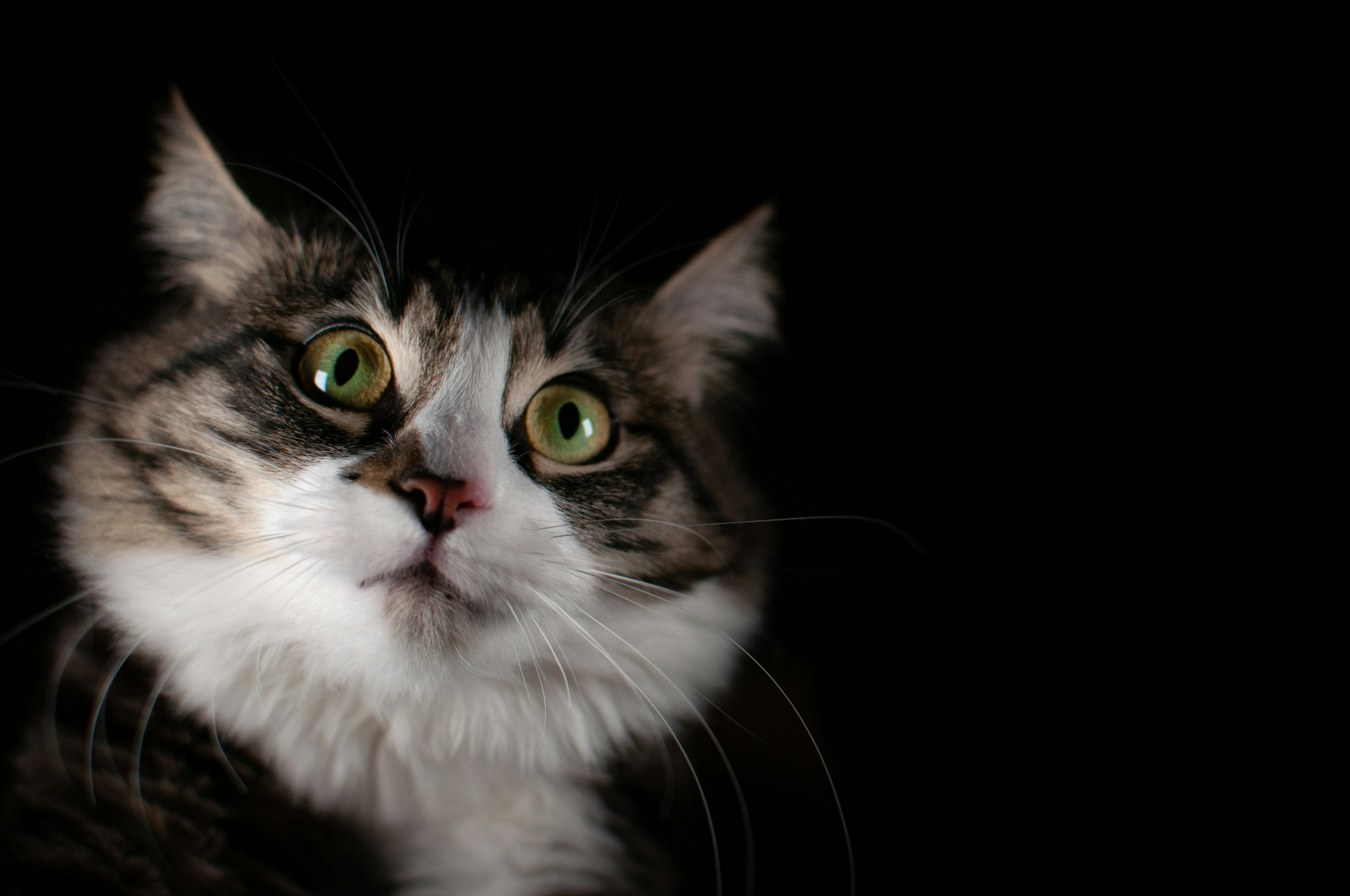 A close-up of a cat with striking green eyes, set against a dark background, capturing its curious expression.