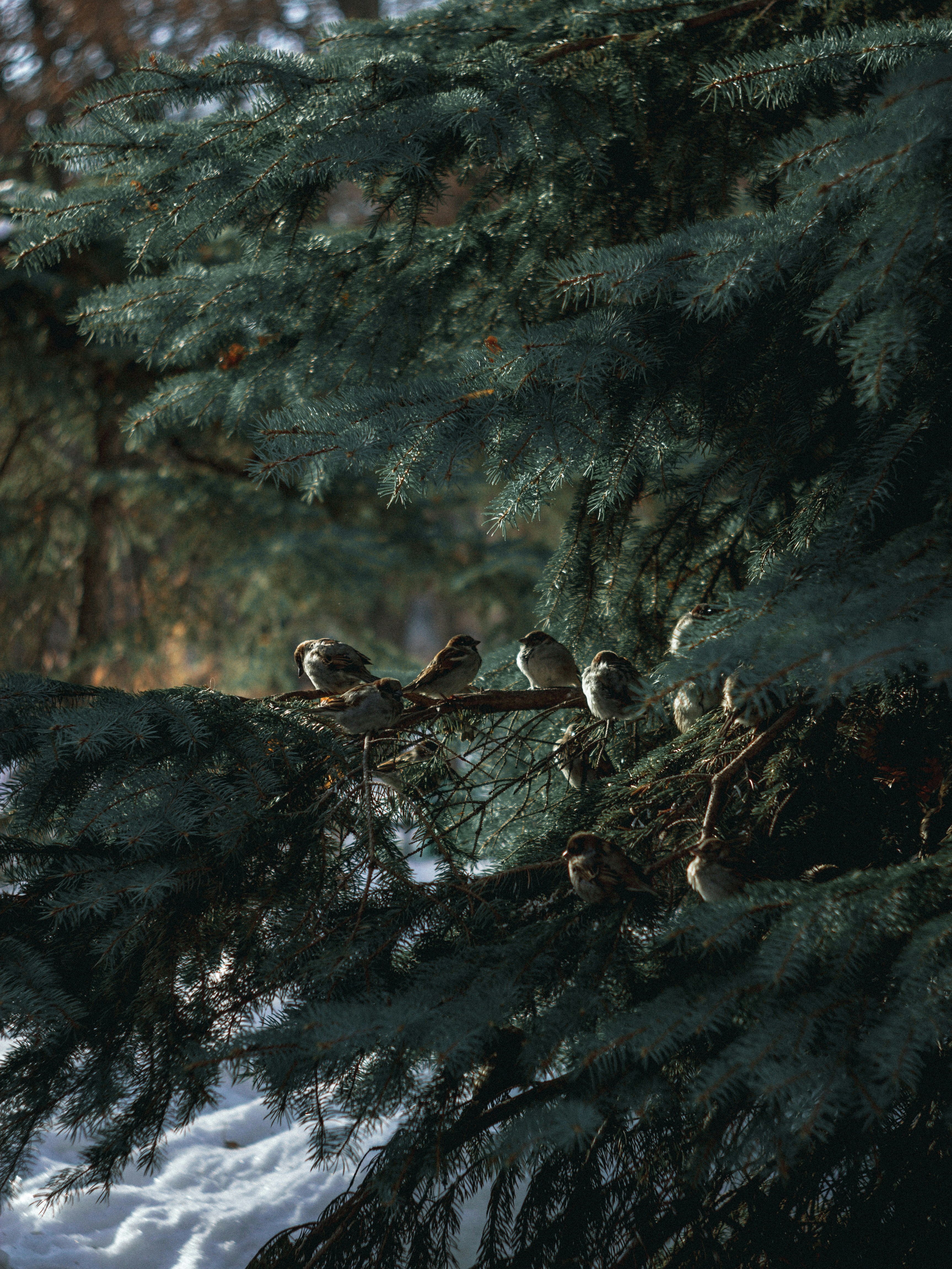 Conifer Chorus: Winter Songbirds on a Frosted Branch