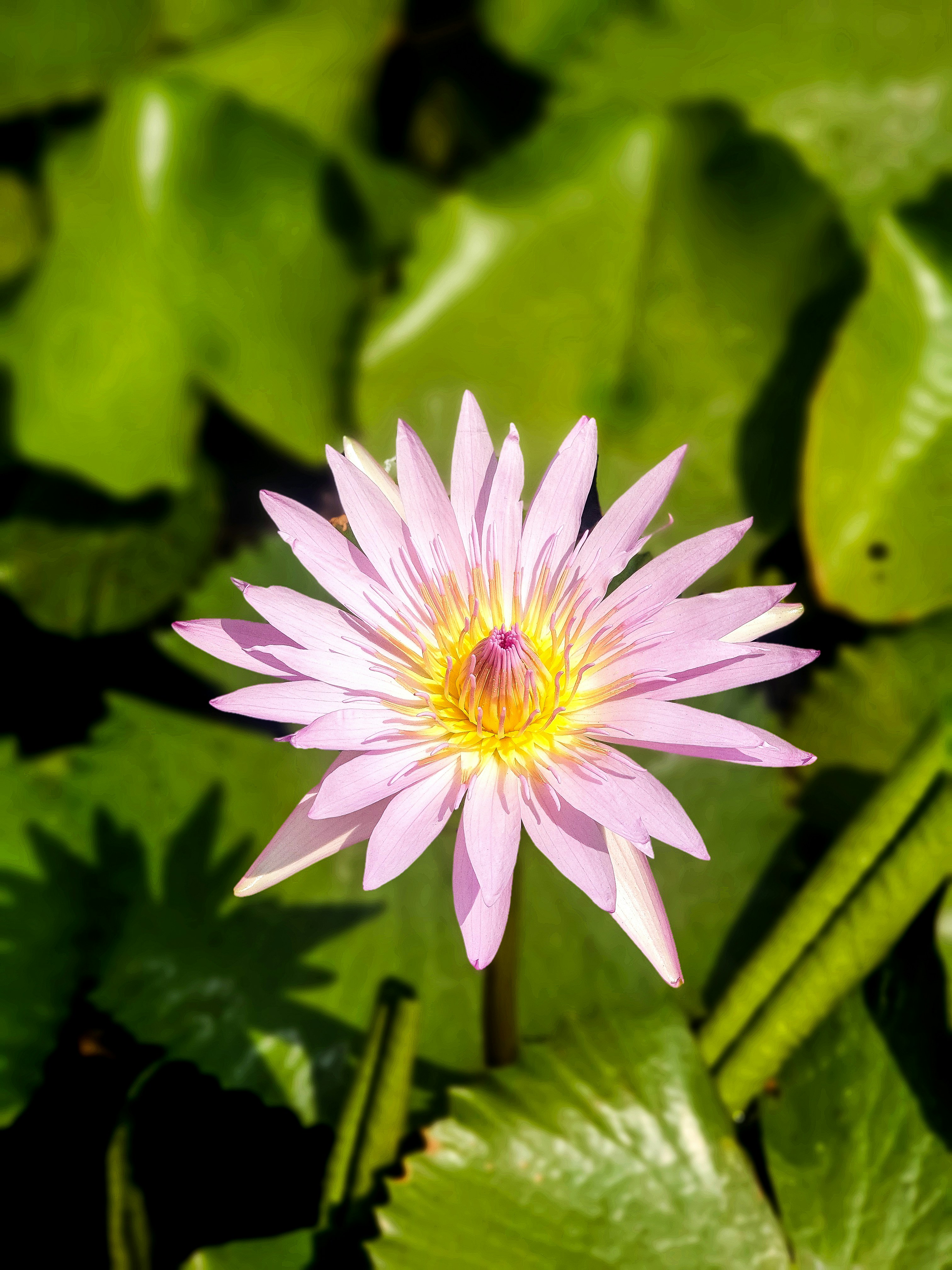 A delicate pink lotus flower rises above lush green lily pads, showcasing its intricate petals and vibrant center.
