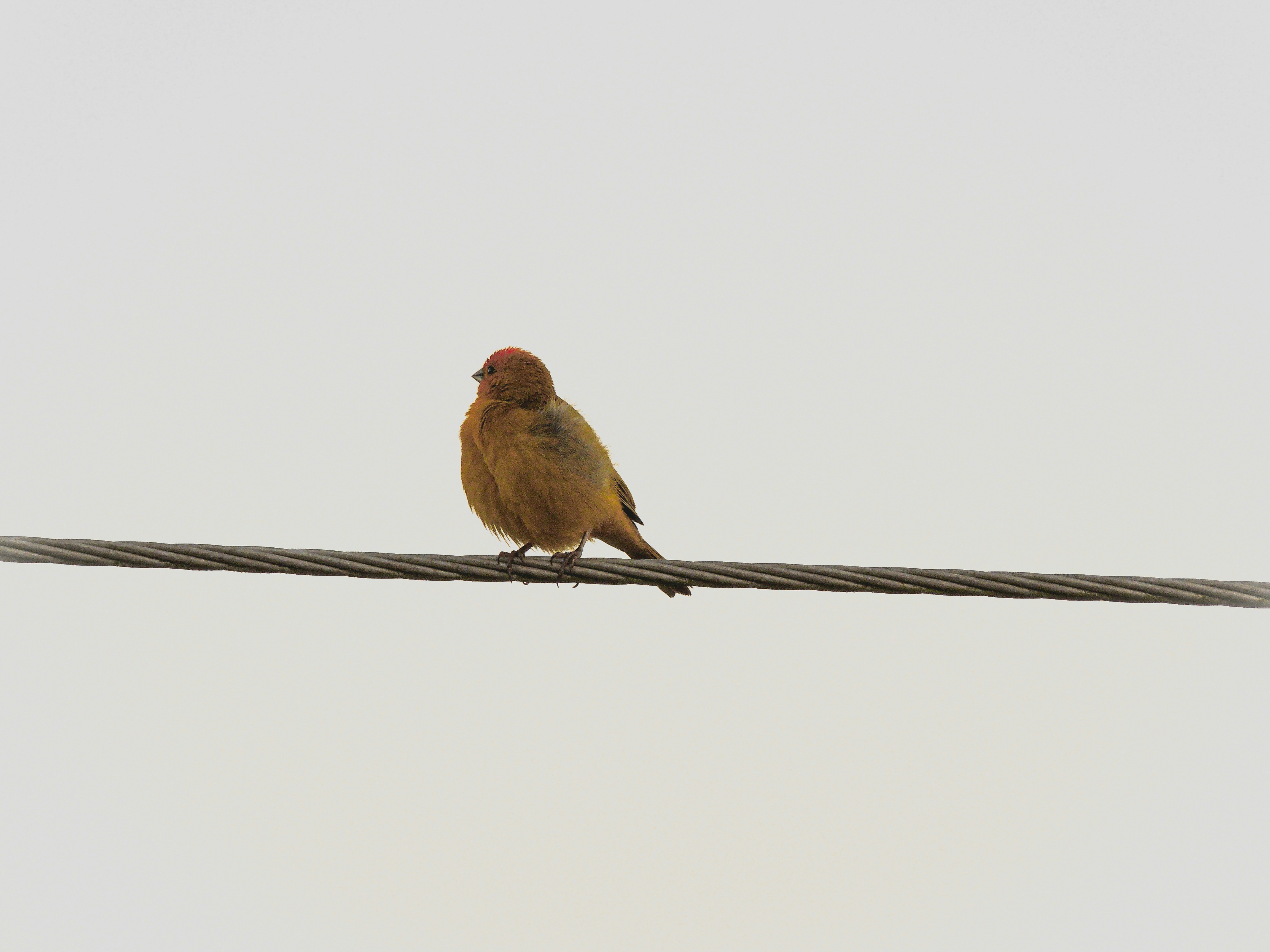 brown bird on black wire
