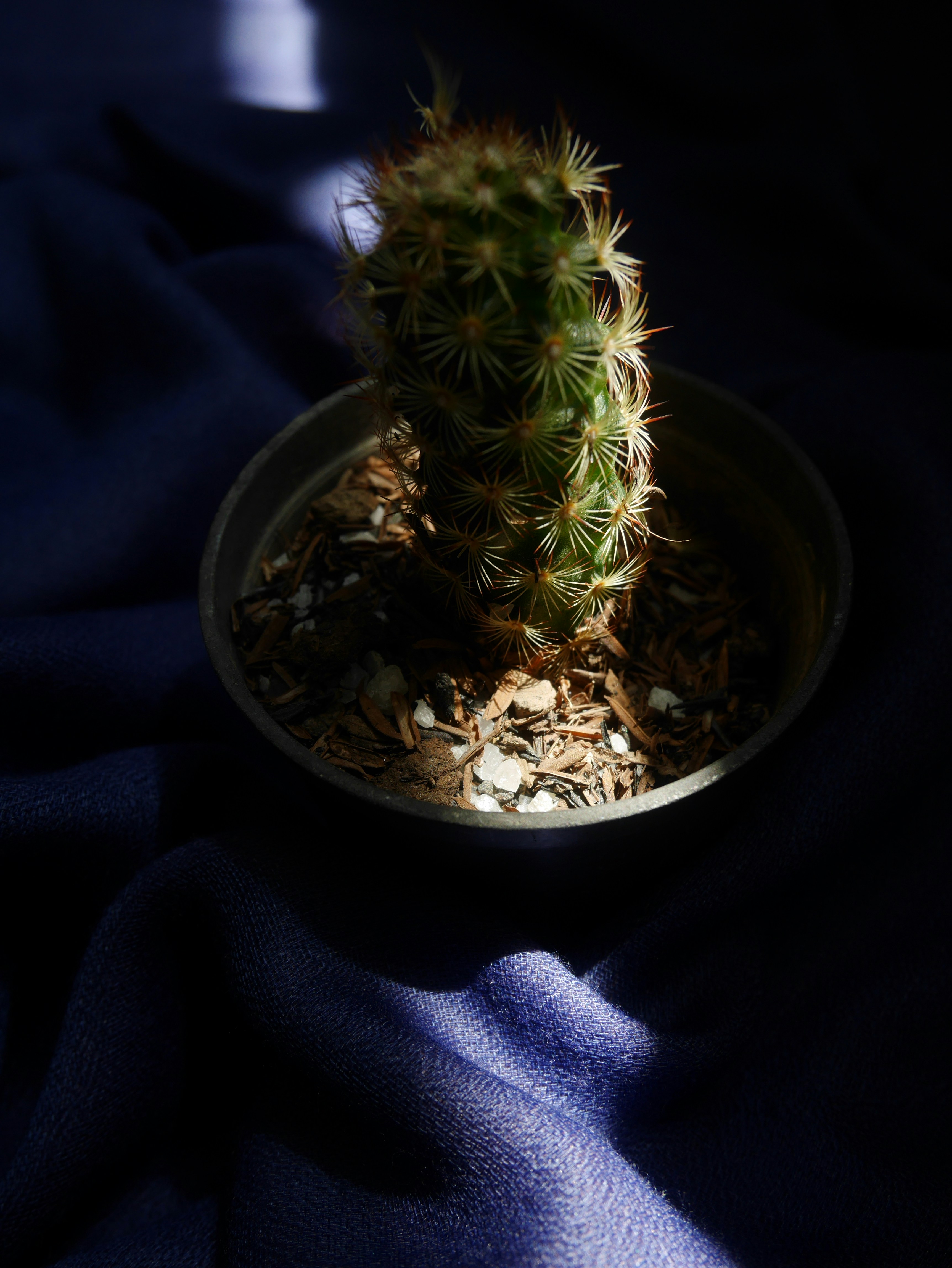 A vibrant cactus sits in a dark pot, surrounded by earthy materials, illuminated by soft light against a deep blue fabric backdrop.