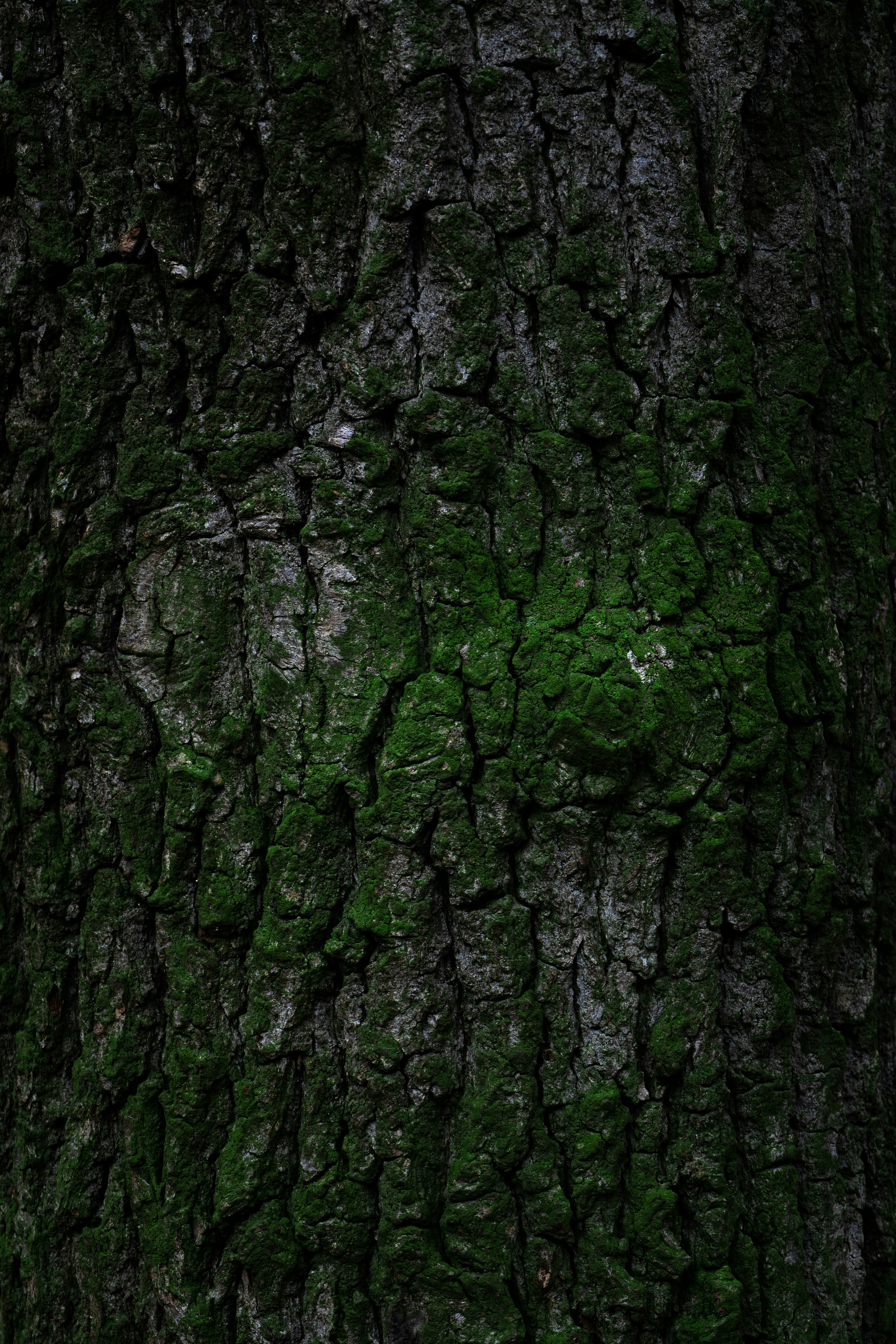 Detailed tree bark adorned with vibrant green moss, showcasing nature's intricate patterns and textures.