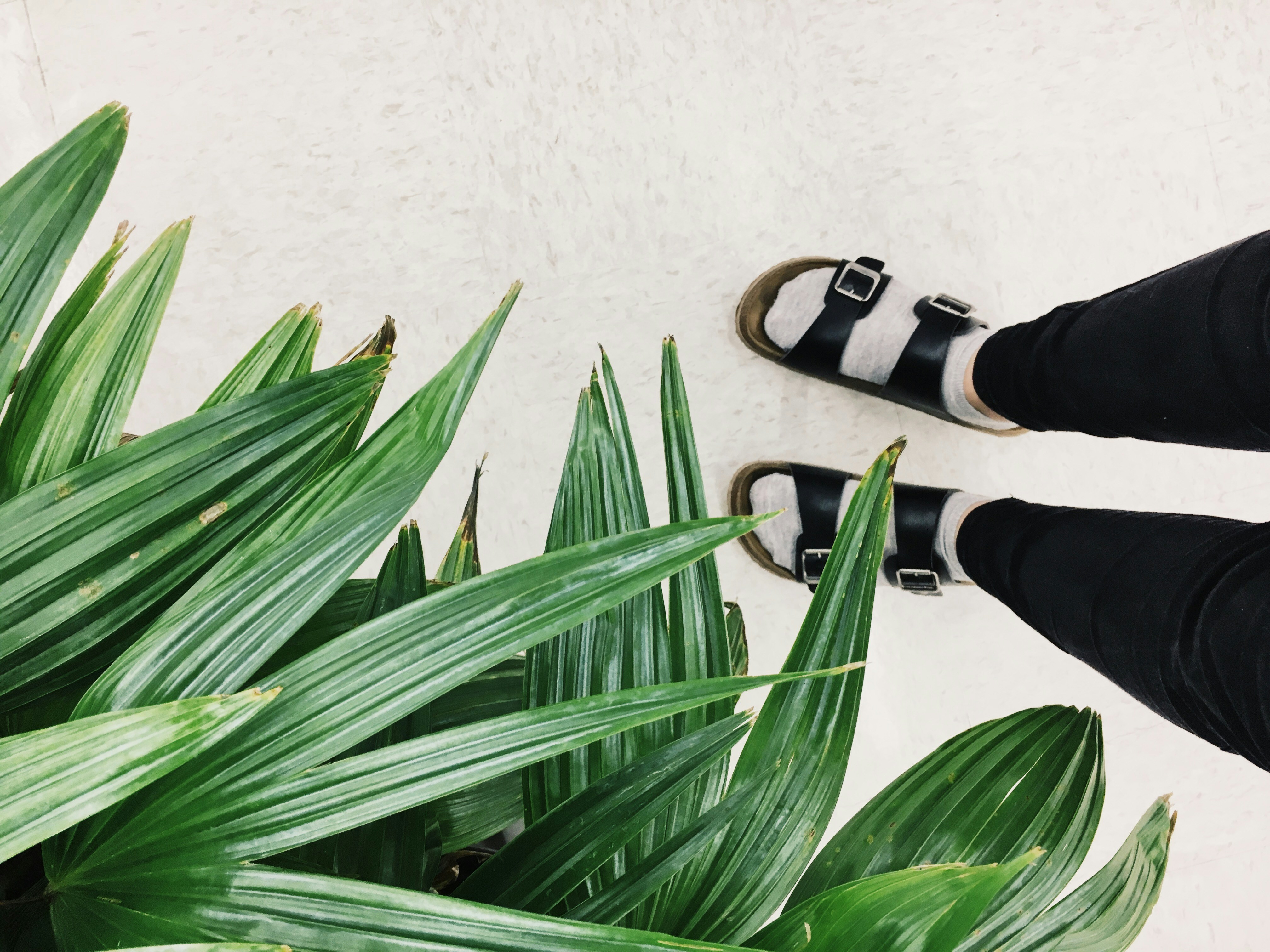 Feet clad in black sandals resting beside lush green leaves on a clean, white floor.