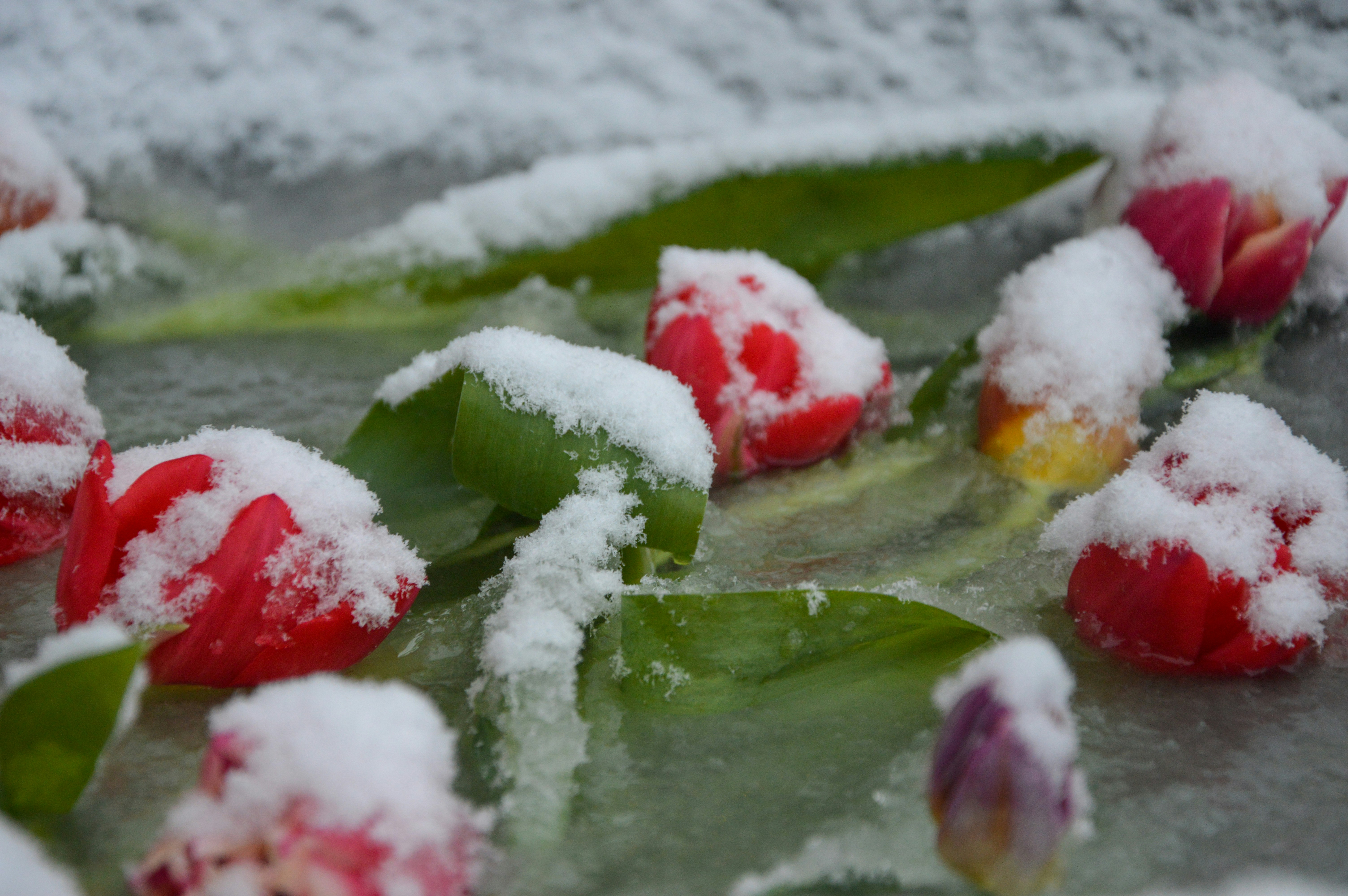 Snow-Covered Tulips Adrift on a Frozen Surface