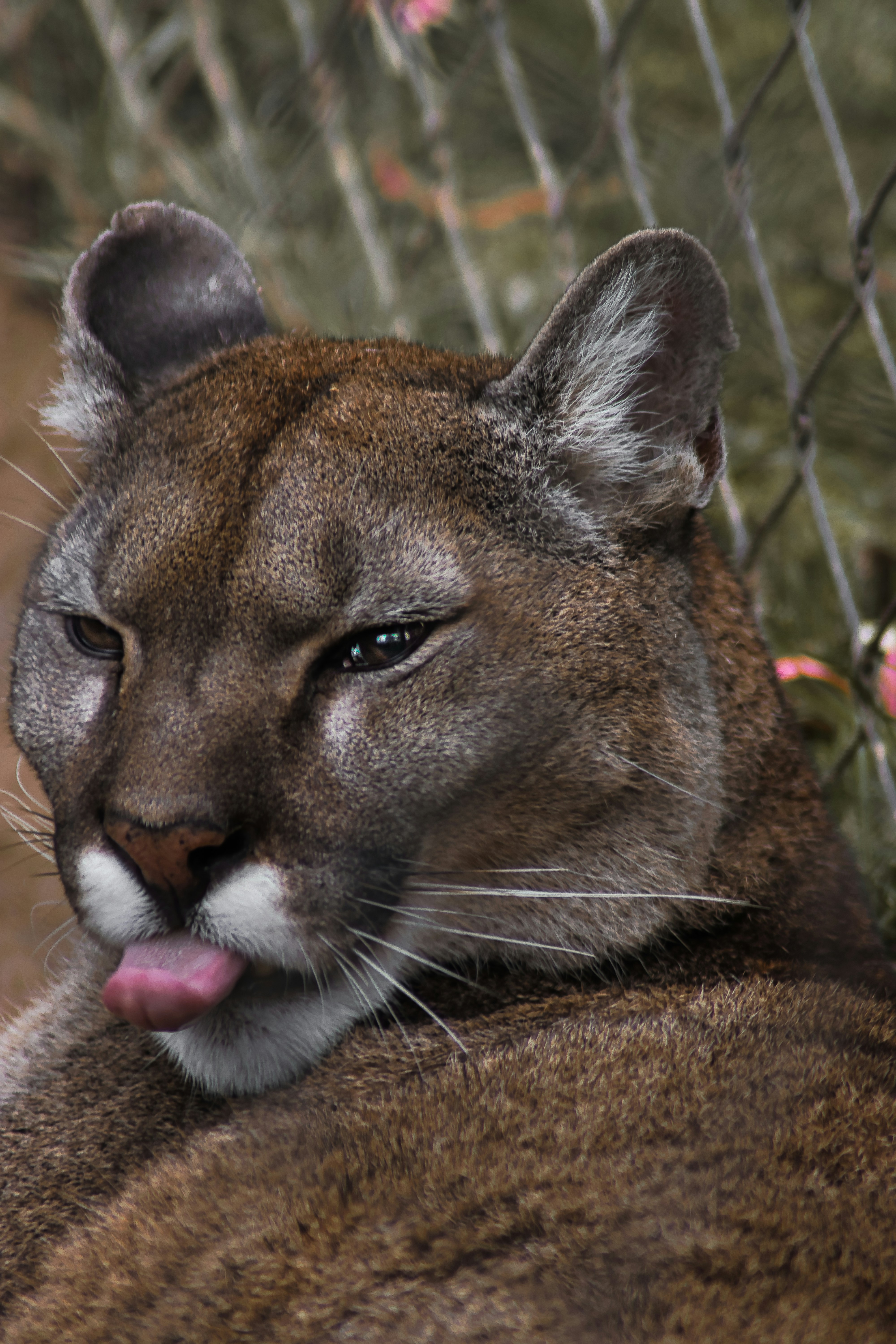 Tongue-Tipped Tranquility: Close-Up of a Mountain Lion